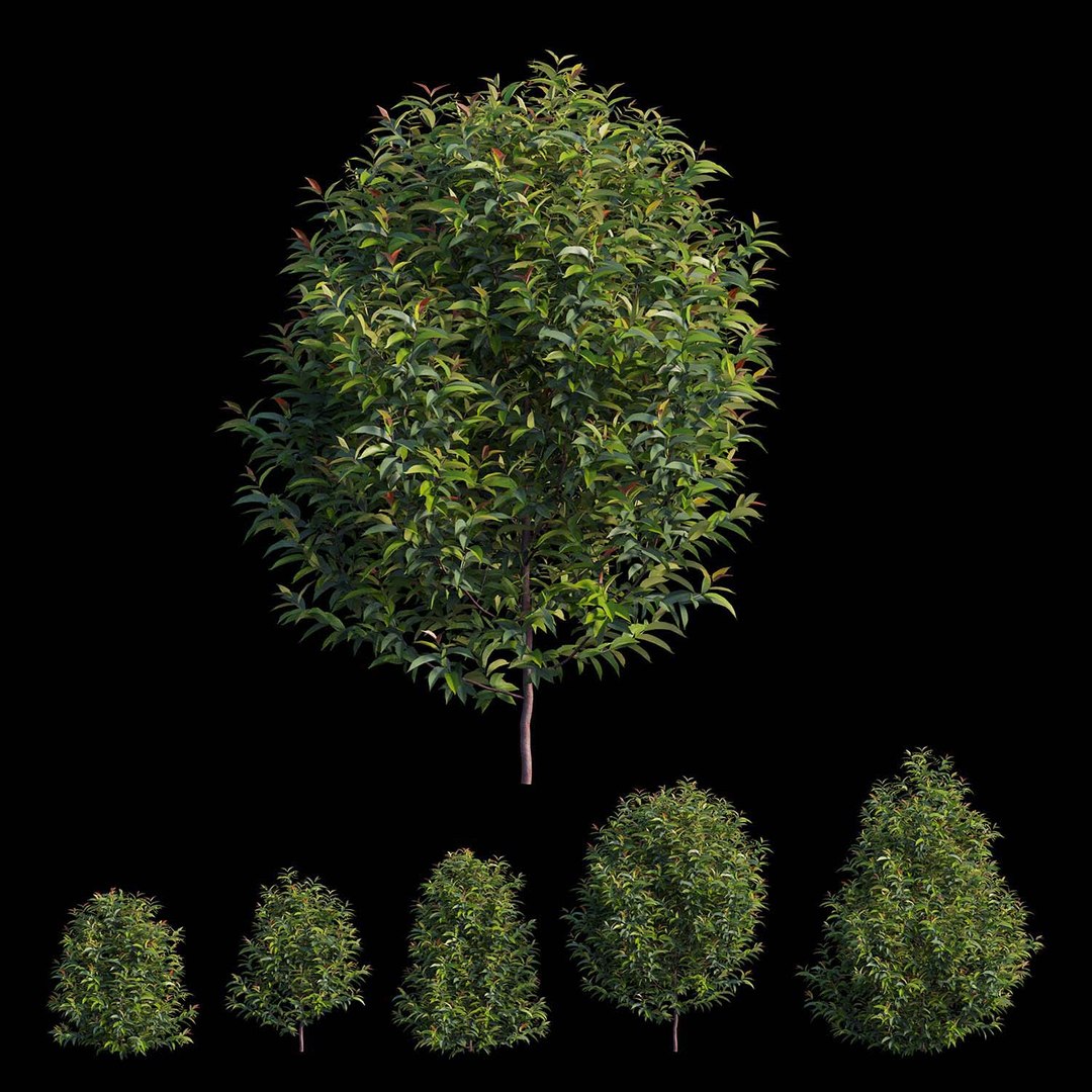 3D Tree Syzygium Campanulatum Plant Model - TurboSquid 1623047
