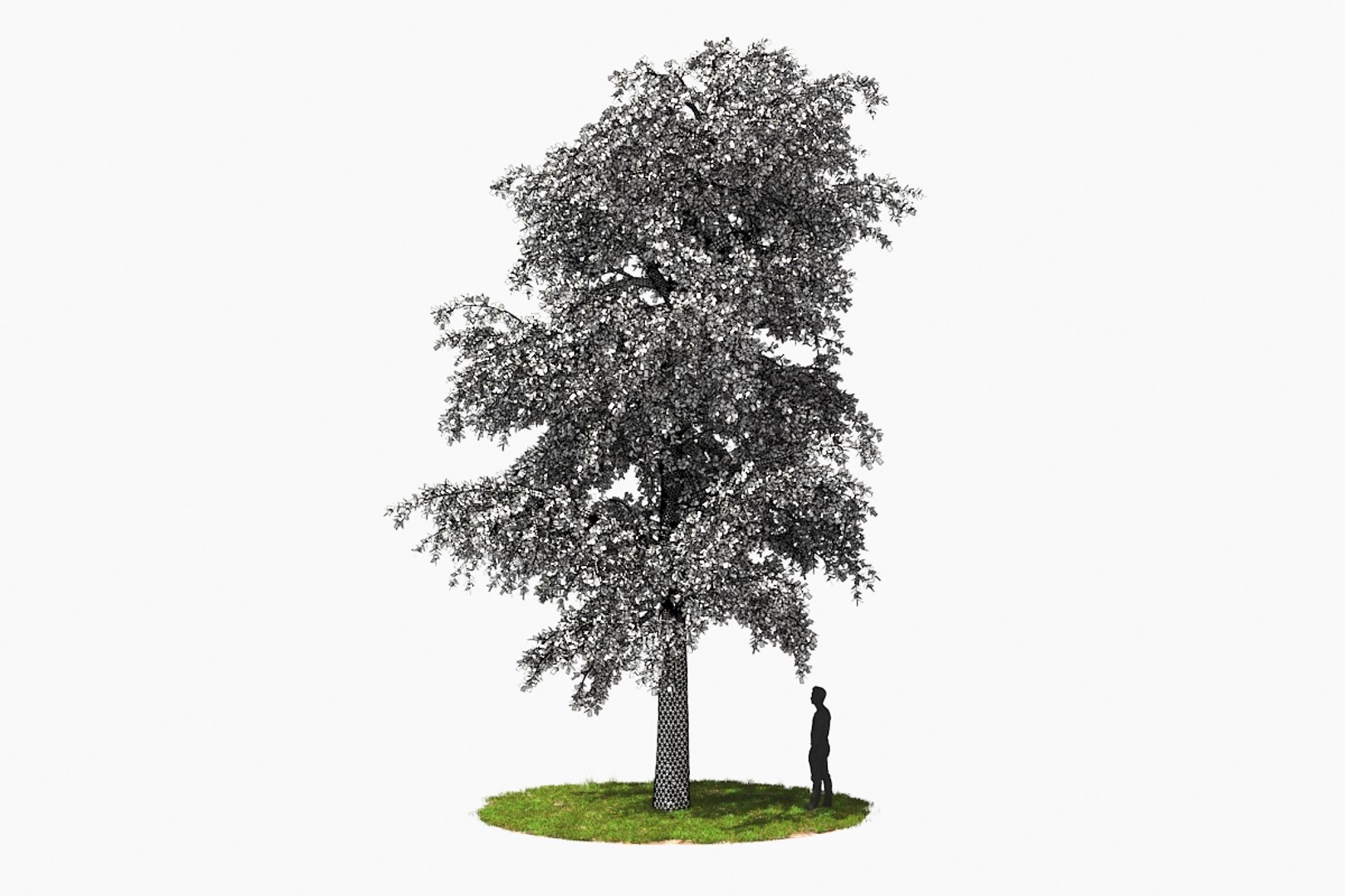 3D tree animation model - TurboSquid 1483590