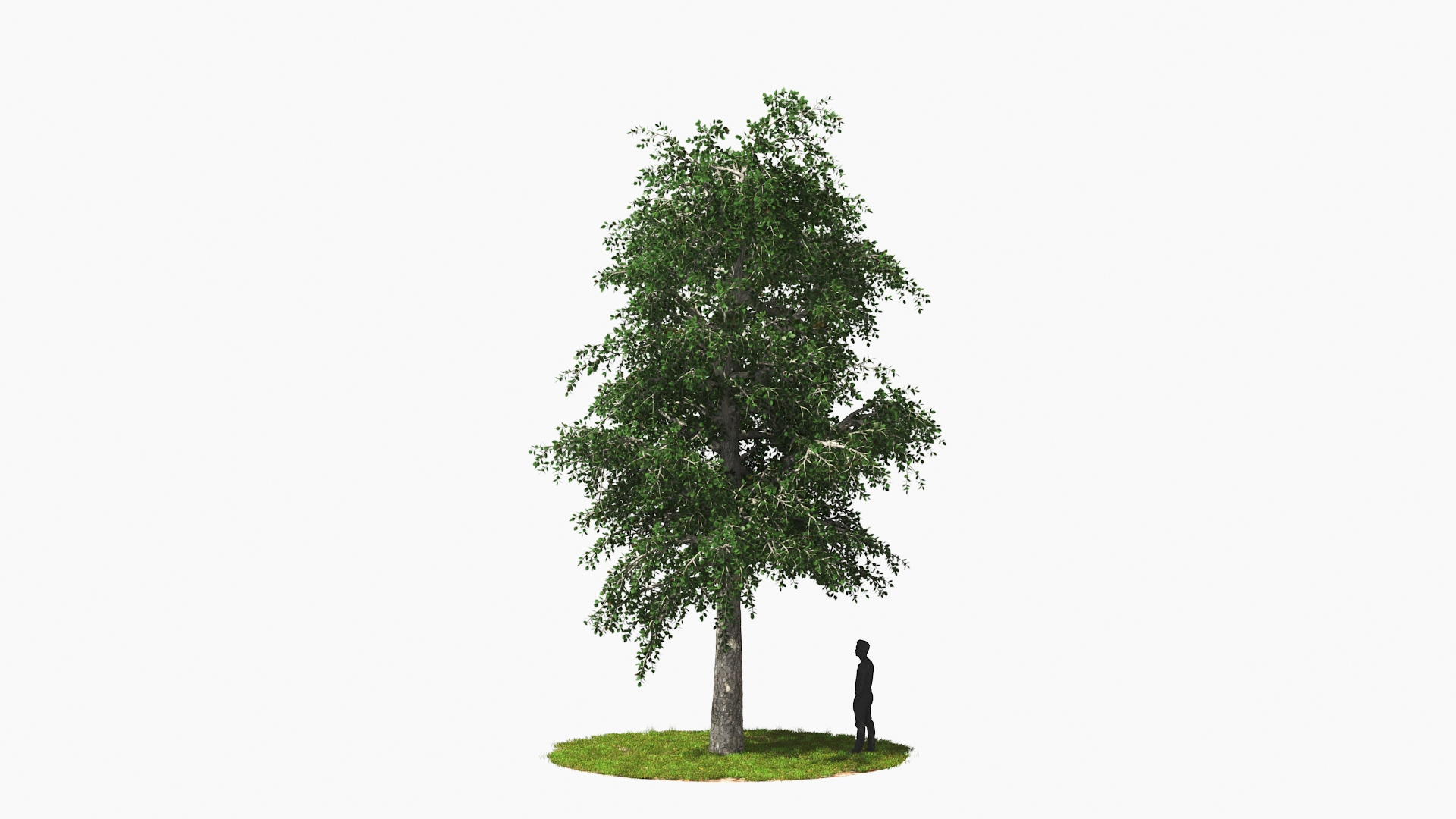 3D tree animation model - TurboSquid 1483590