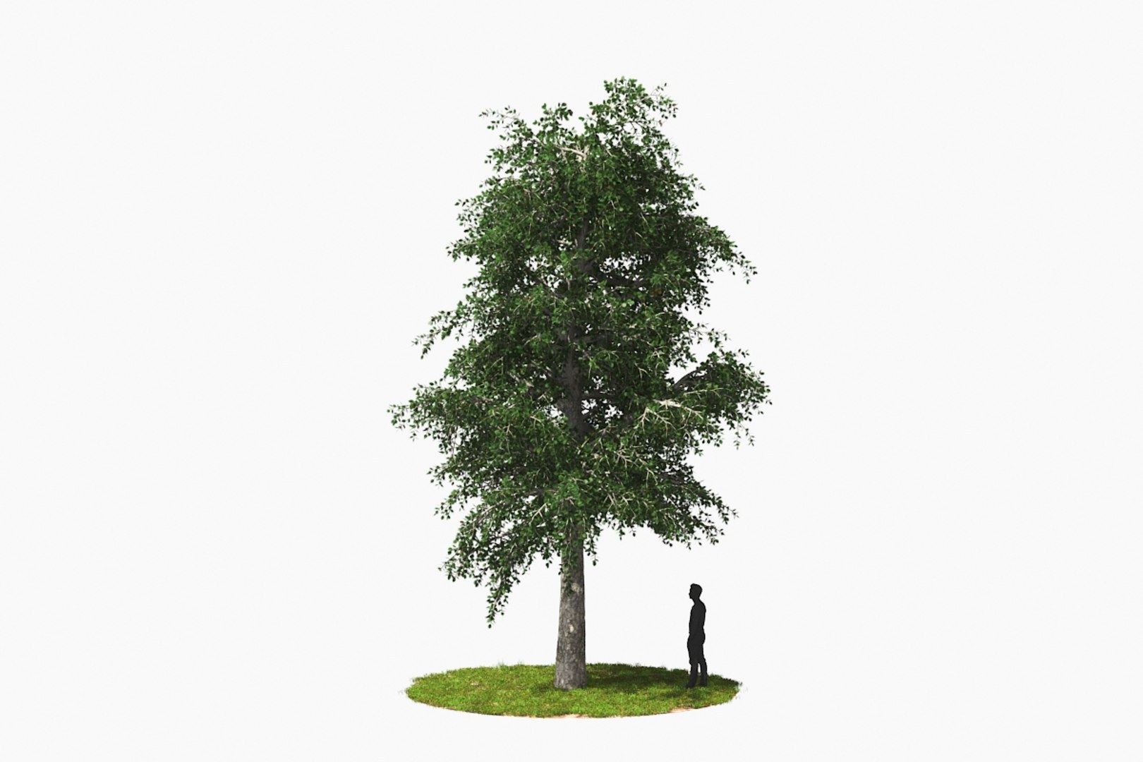 3D tree animation model - TurboSquid 1483590