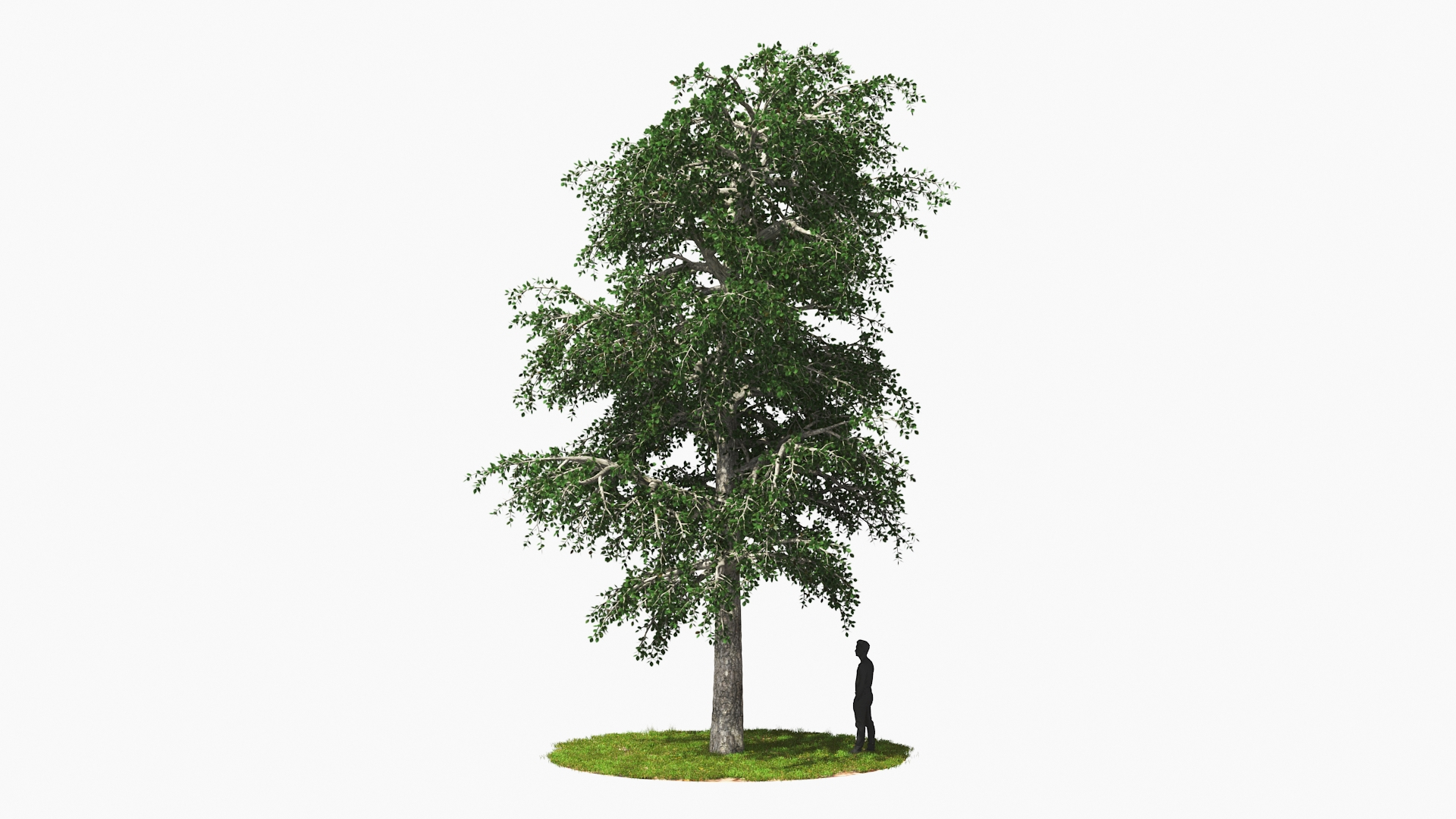 3D tree animation model - TurboSquid 1483590