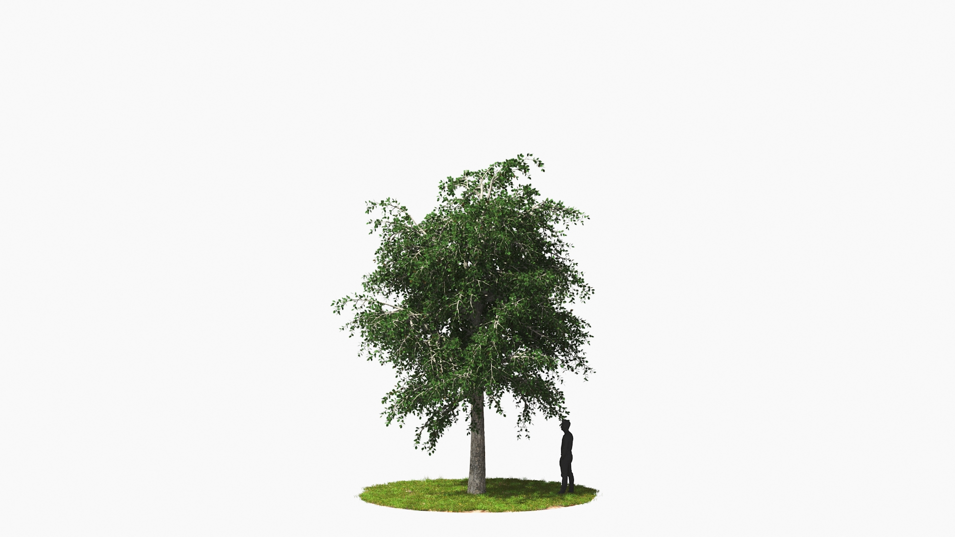 3D tree animation model - TurboSquid 1483590
