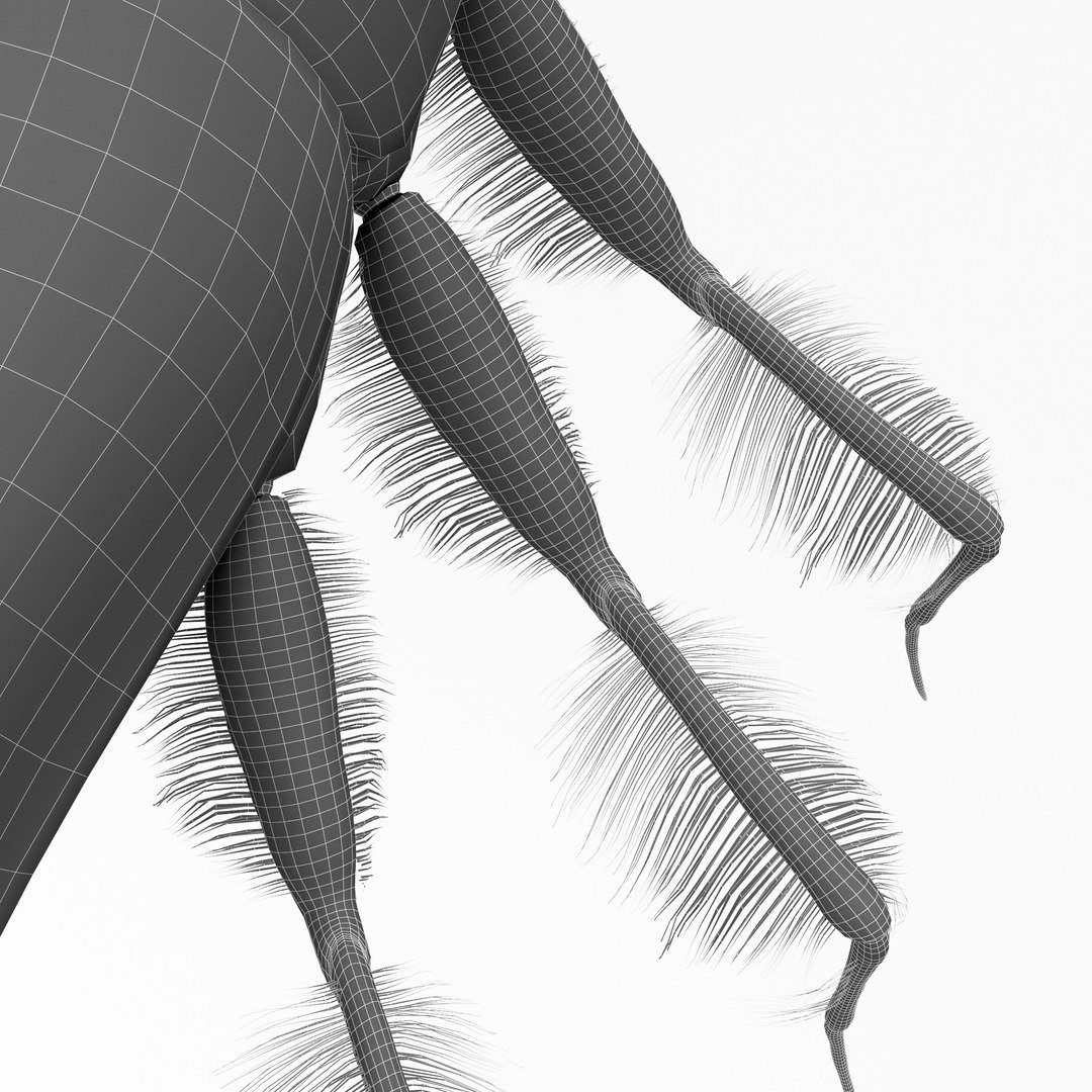 3D Acilius Sulcatus Larvae - TurboSquid 2074264