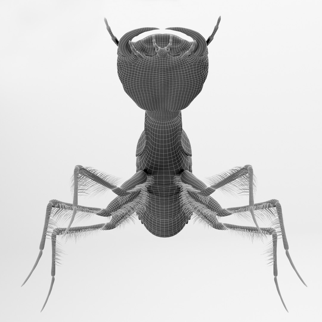 3D Acilius Sulcatus Larvae - TurboSquid 2074264