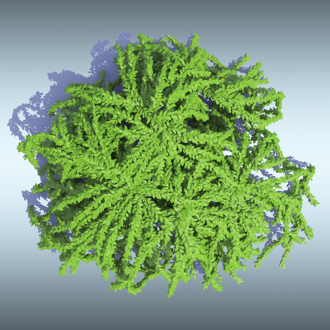 3d Model Of Tree Bush