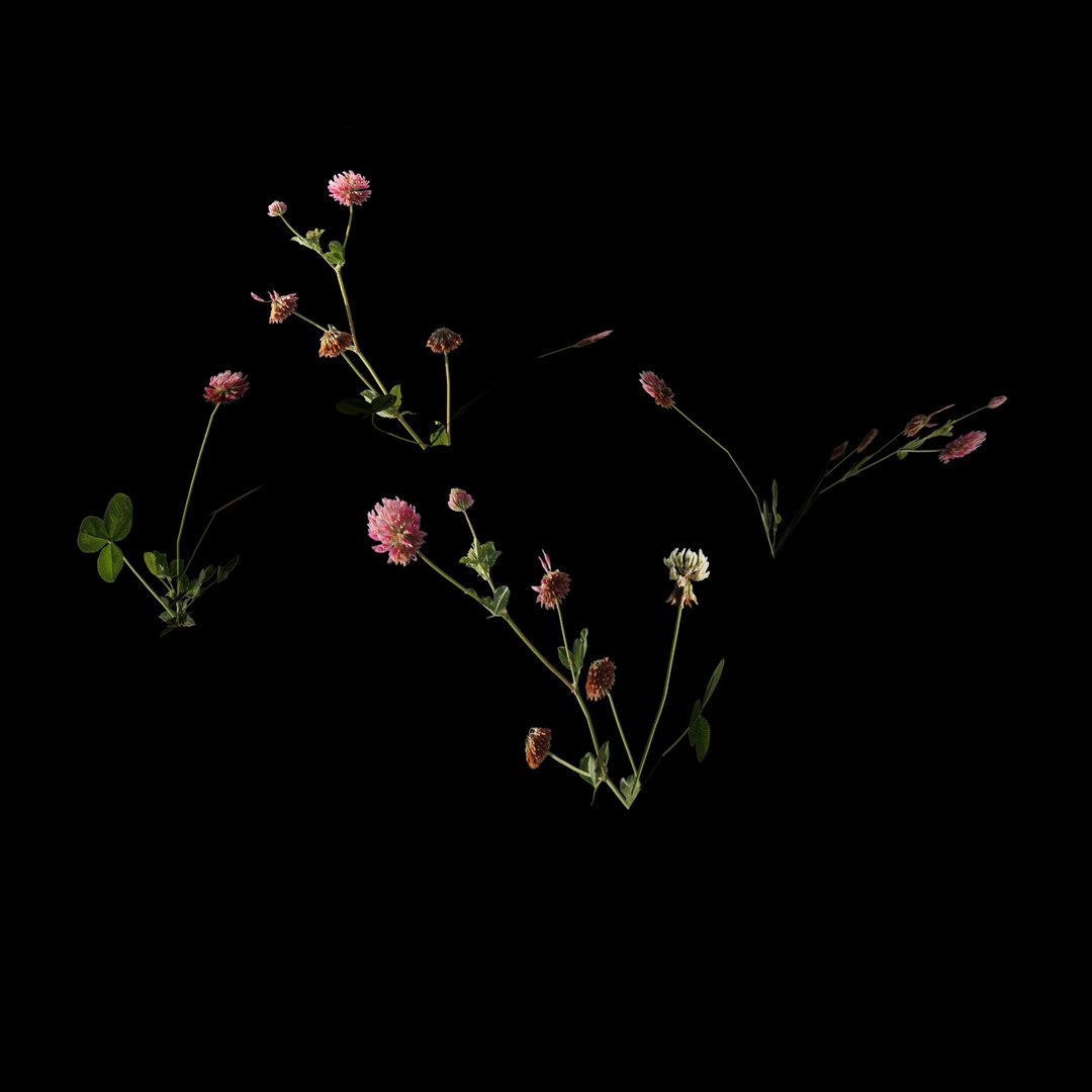 Clover model - TurboSquid 1690644