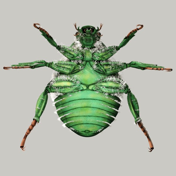3D bug japanese beetle - TurboSquid 1512188