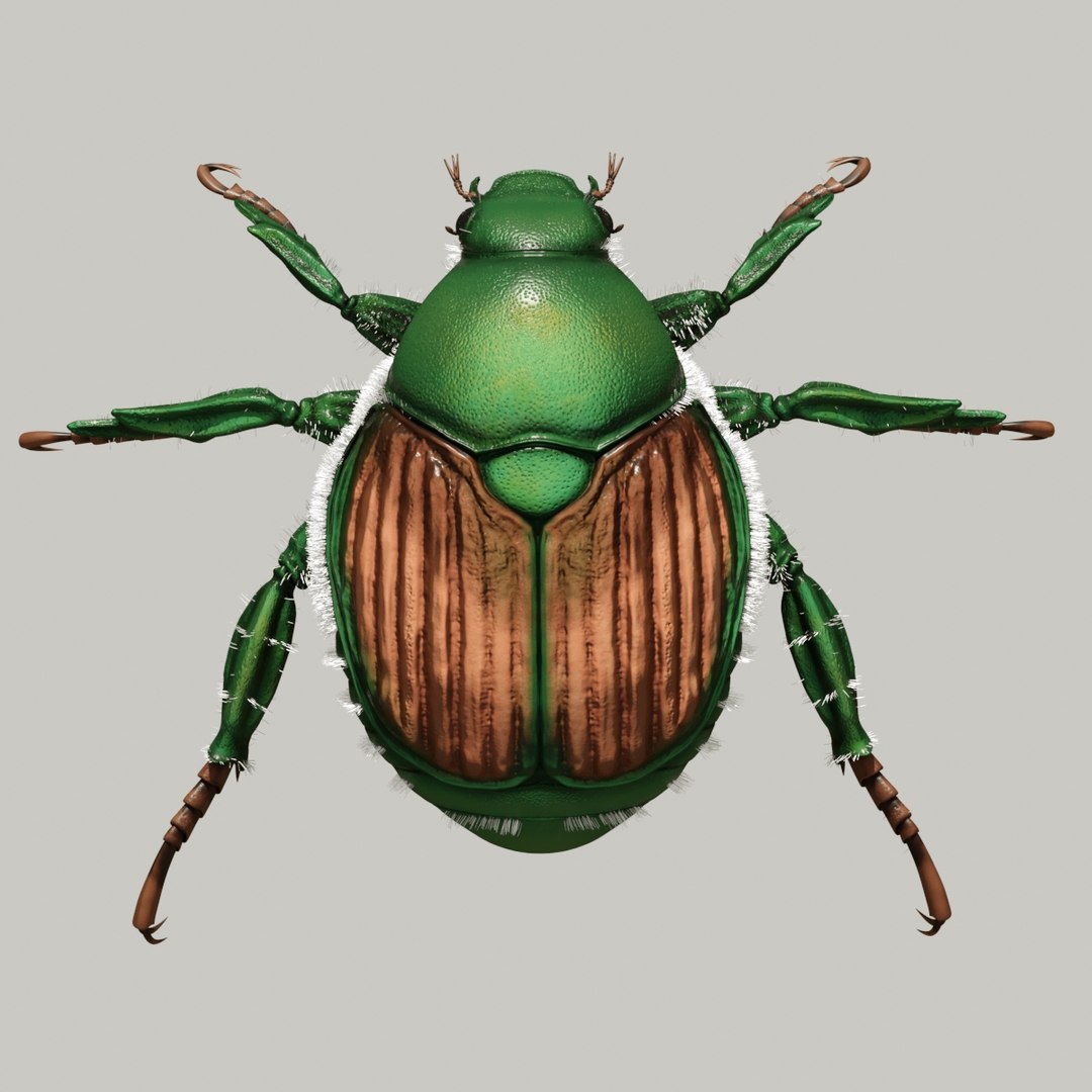 3D Bug Japanese Beetle - TurboSquid 1512188
