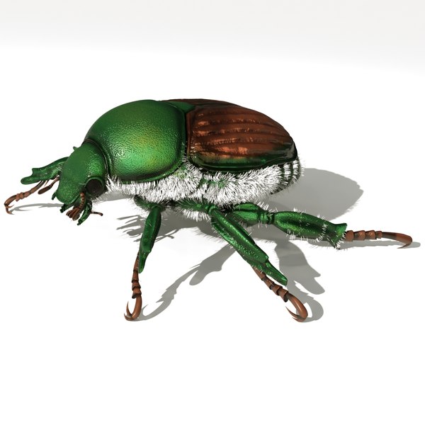Invertebrate 3D Models for Download | TurboSquid