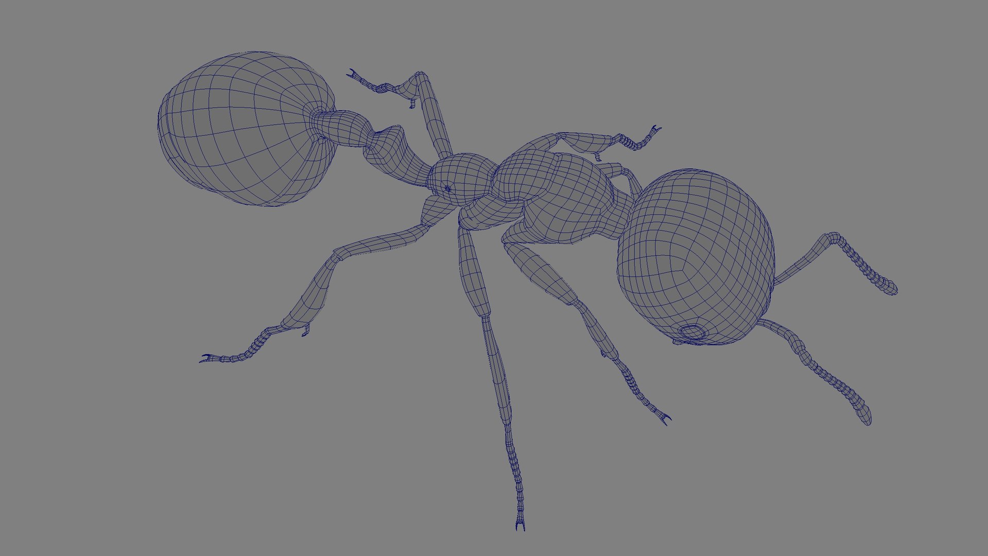 3D Model Ant RIG - TurboSquid 2148363