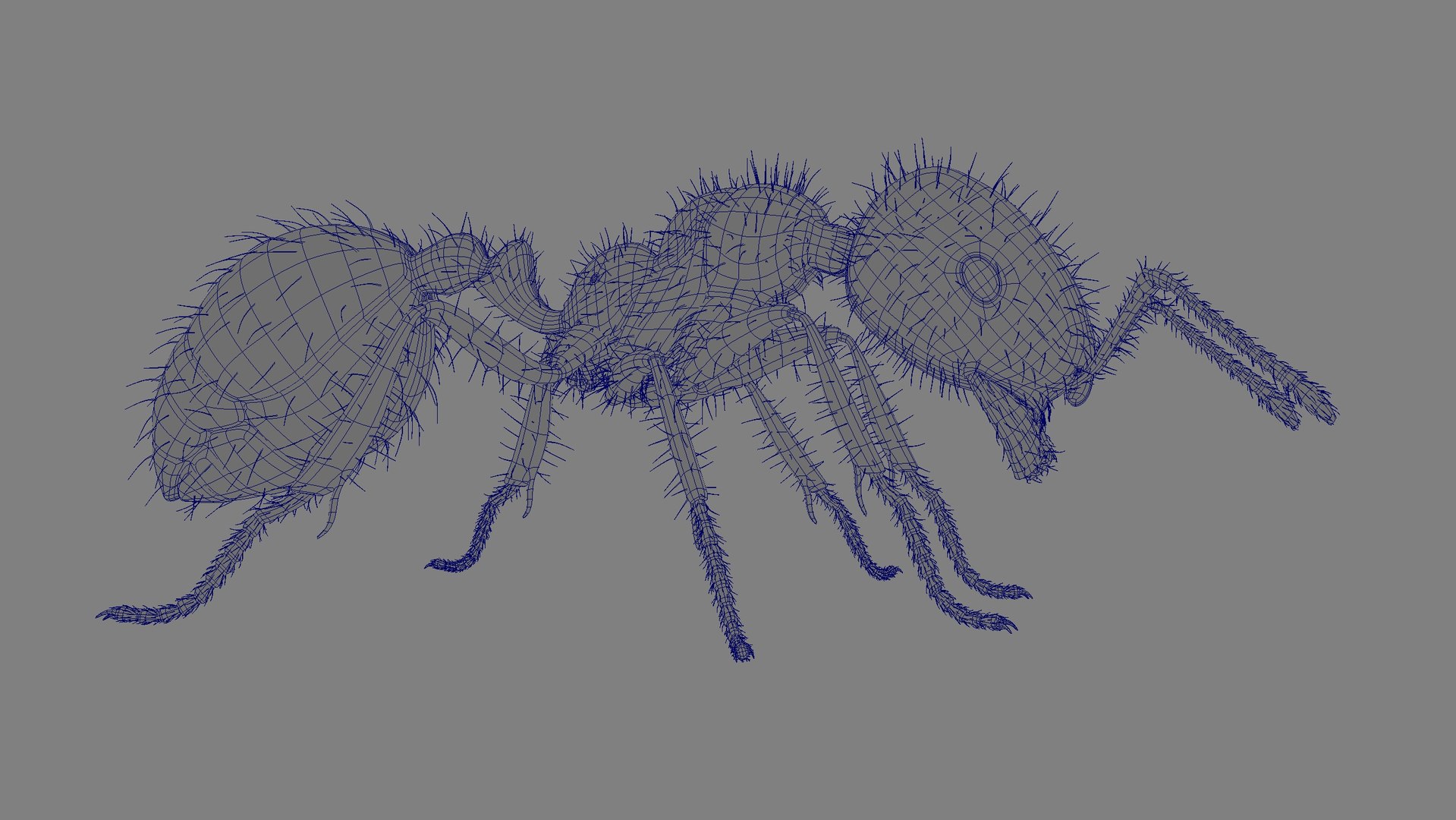 3D Model Ant RIG - TurboSquid 2148363