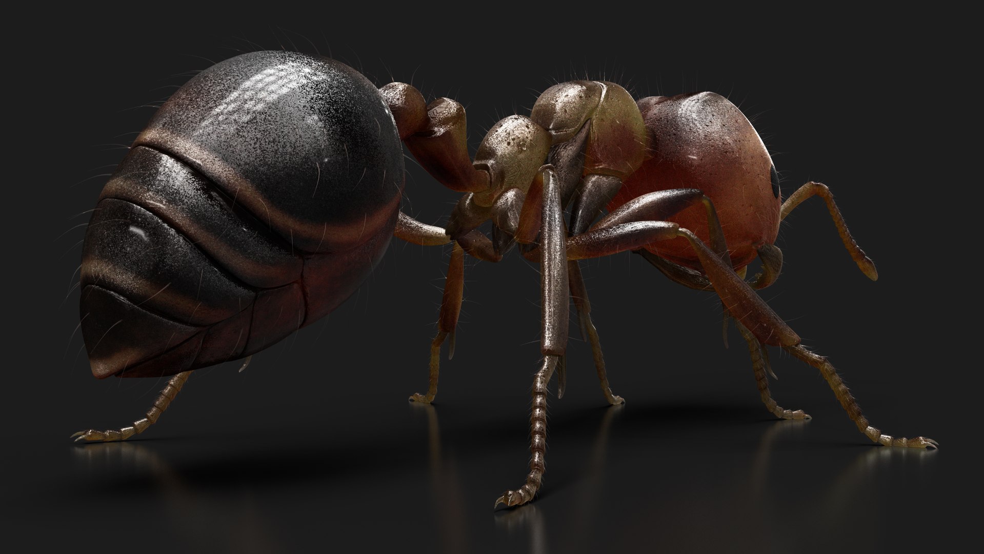 3D Model Ant RIG - TurboSquid 2148363