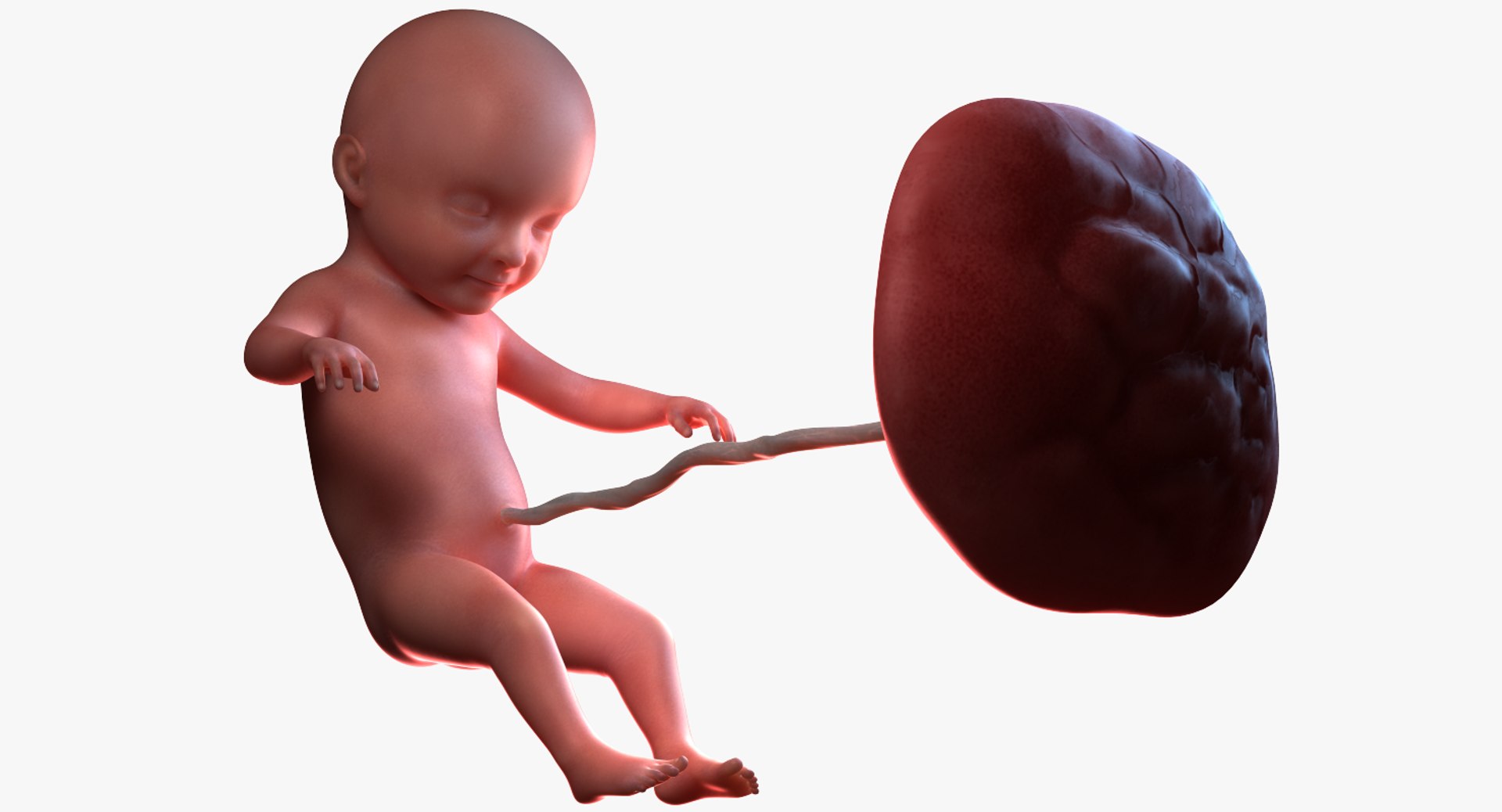 3D Model Fetus Week 32 - TurboSquid 1224383