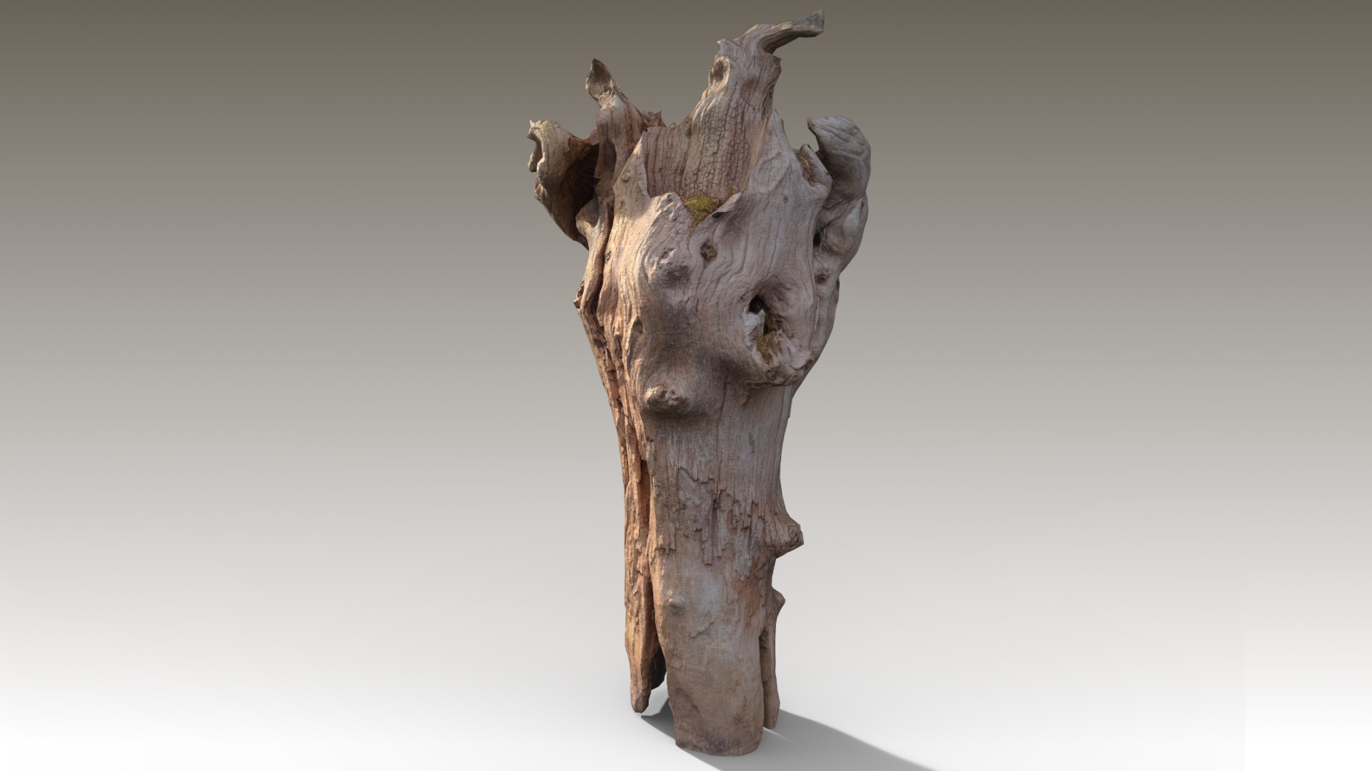 Scan tree stump 3D model - TurboSquid 1559814