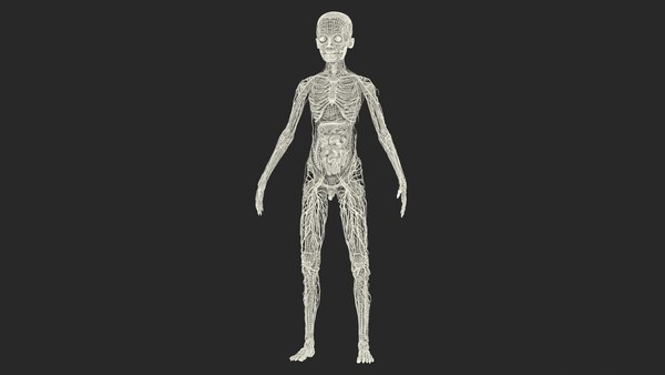 Young Man Body Anatomy without Muscles 3D model - TurboSquid 1838063