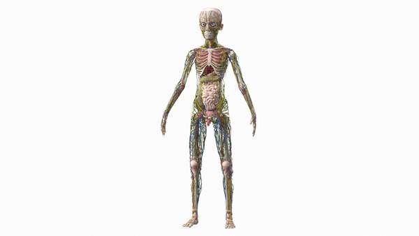 Young Man Body Anatomy without Muscles 3D model - TurboSquid 1838063