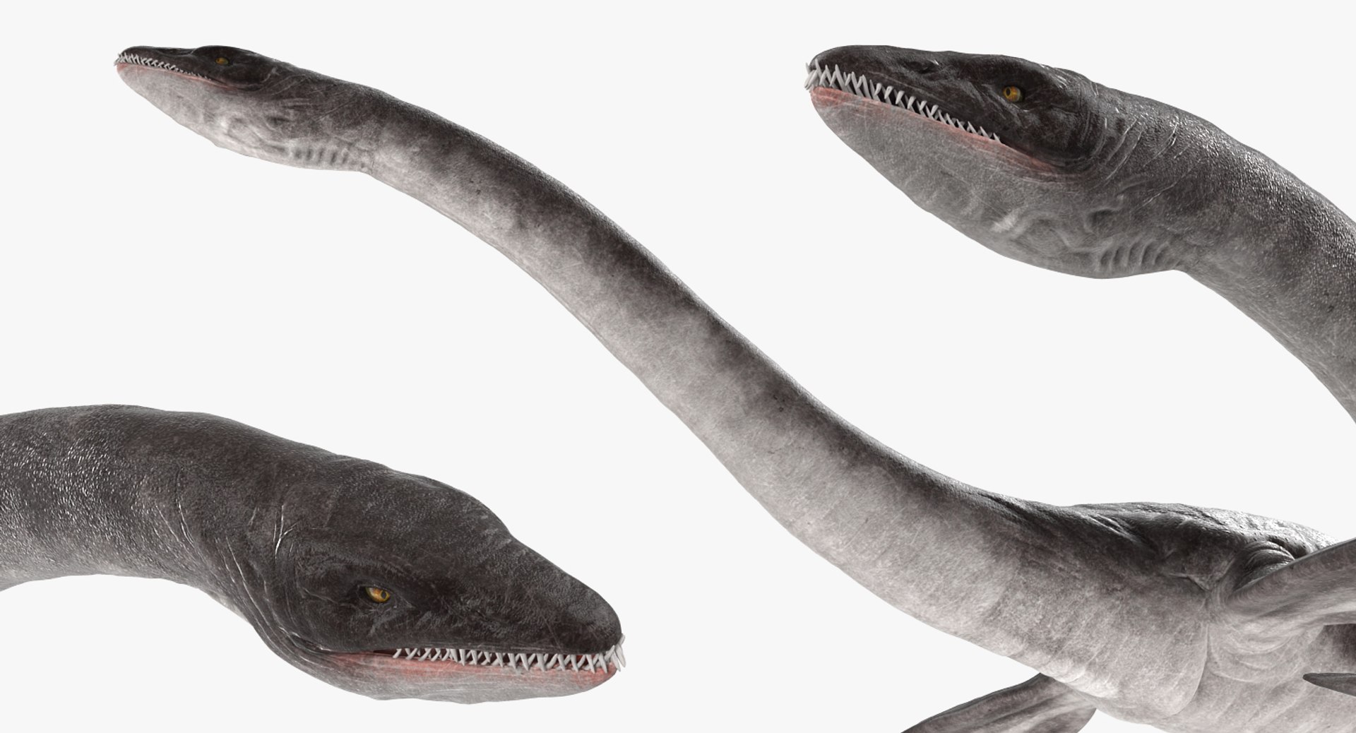 plesiosauria marine reptile dinosaur 3d model