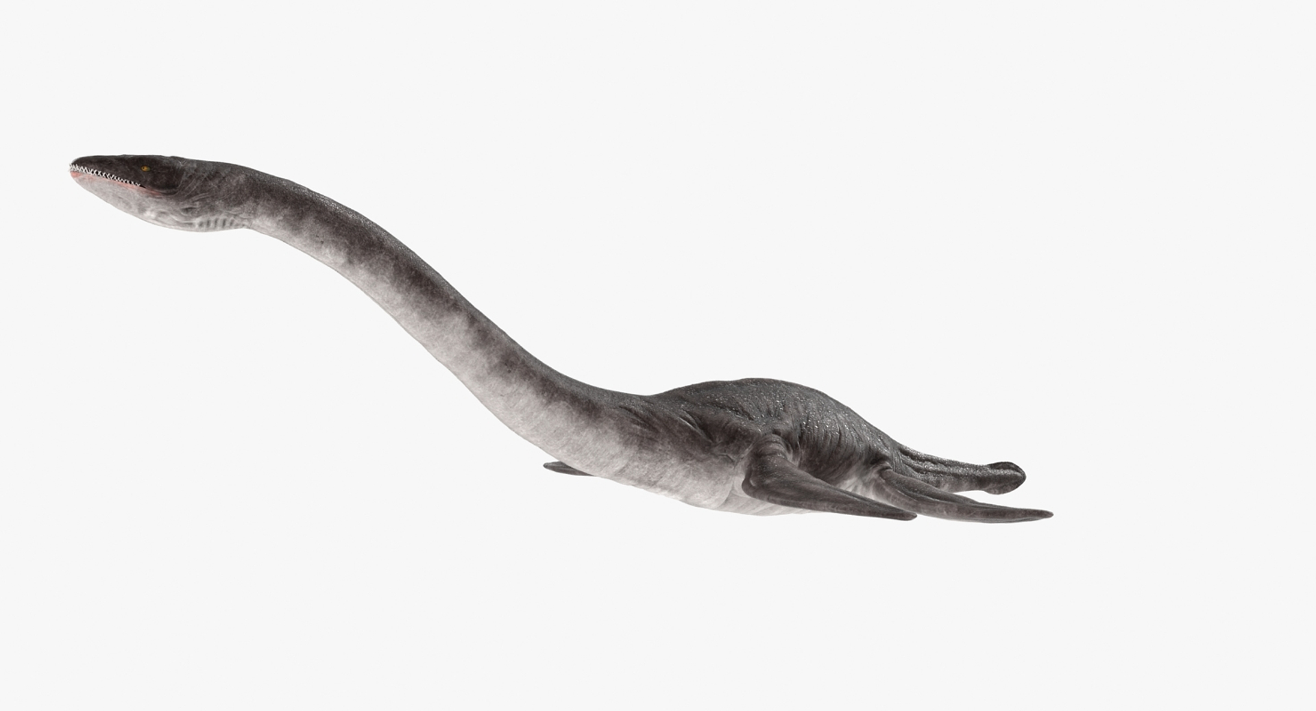 plesiosauria marine reptile dinosaur 3d model