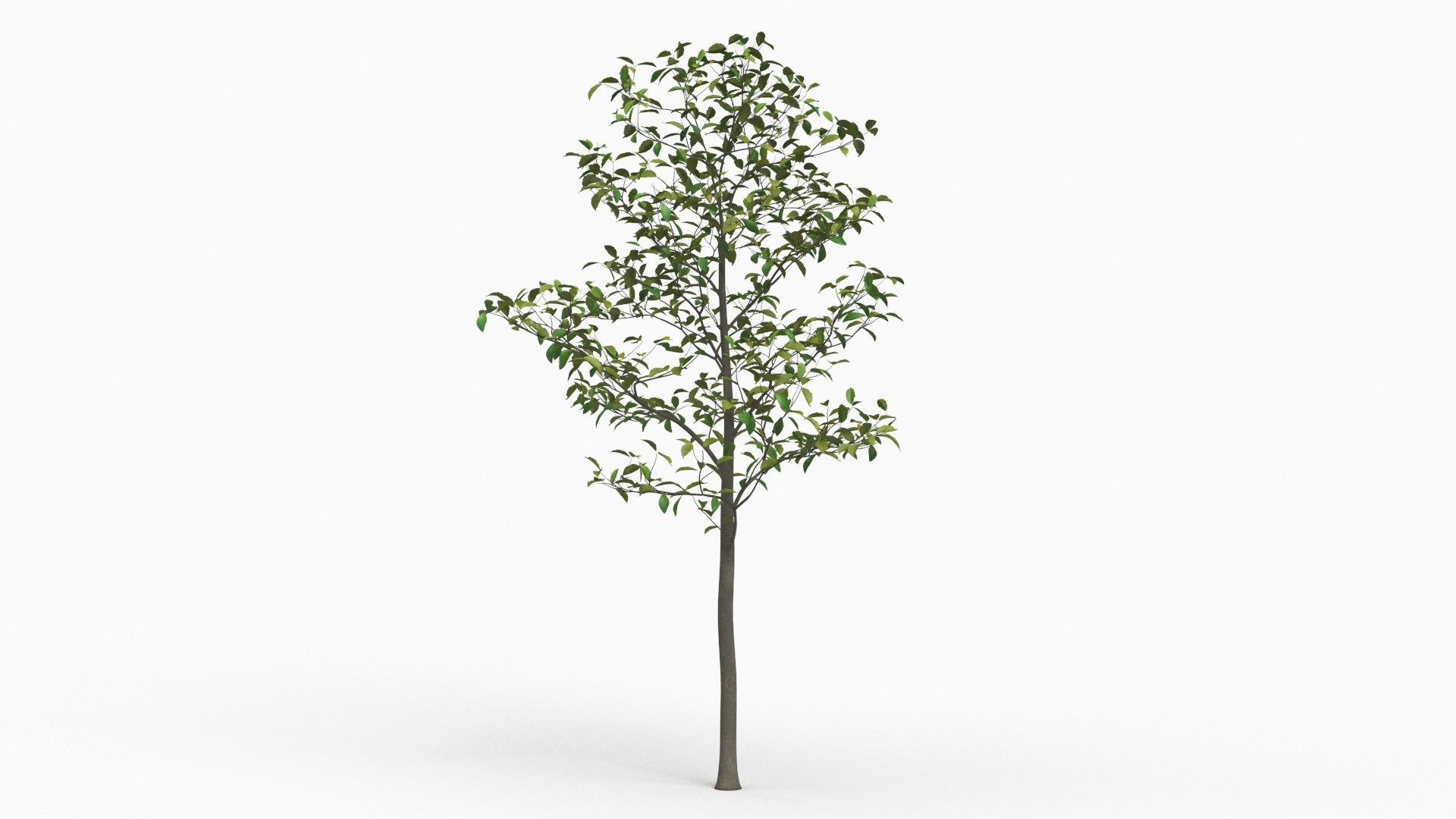 3D Tree Magnolia Liliflora A - PBR model - TurboSquid 2129898