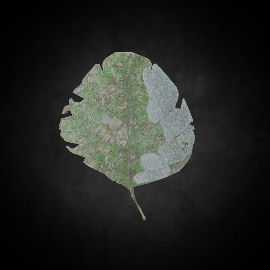 Low Poly Leaf 041 3D Model - TurboSquid 1852397