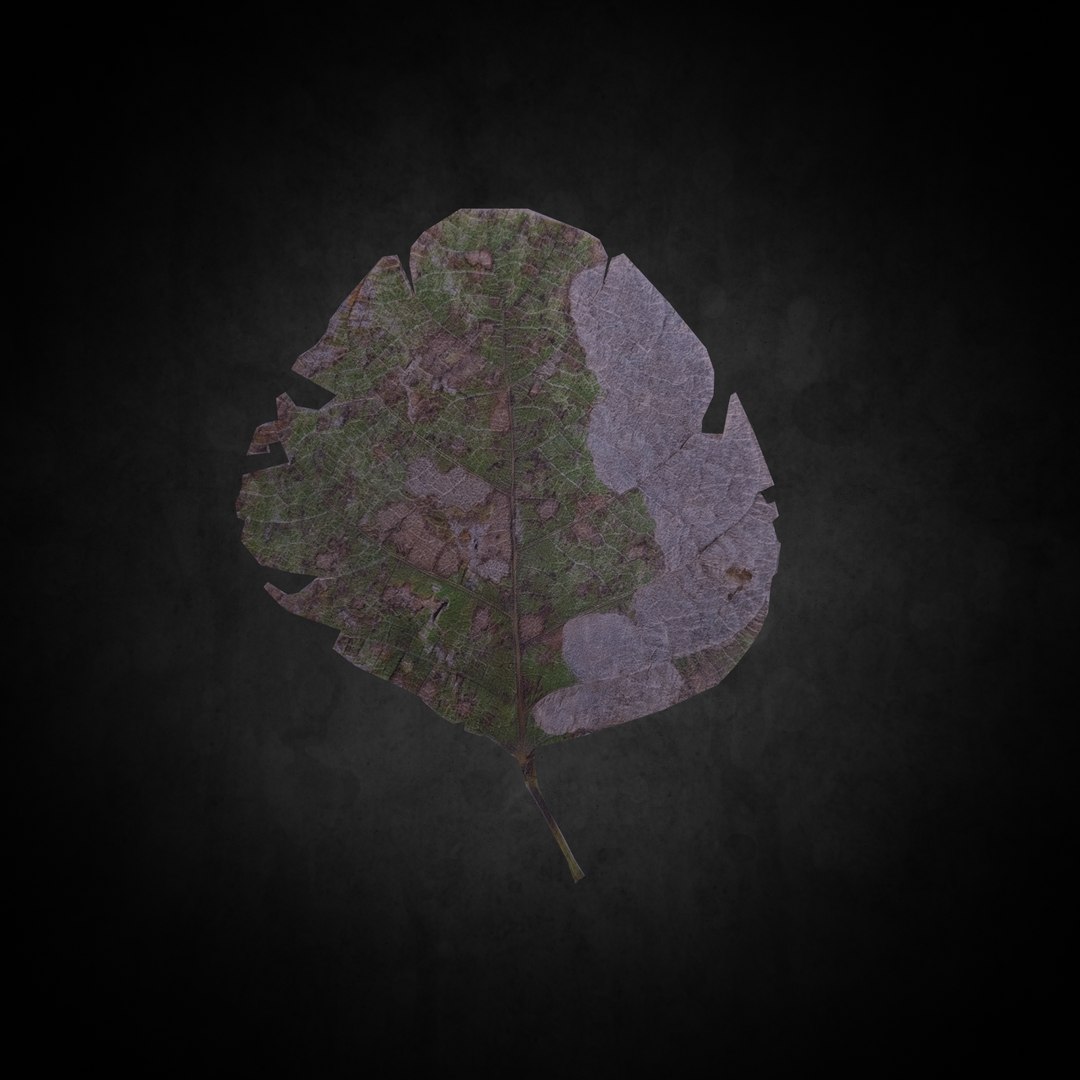 Low Poly Leaf 041 3D Model - TurboSquid 1852397