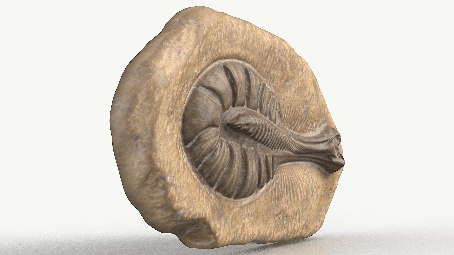 Ancient Fossil 2001 Textured 3D - TurboSquid 2299556