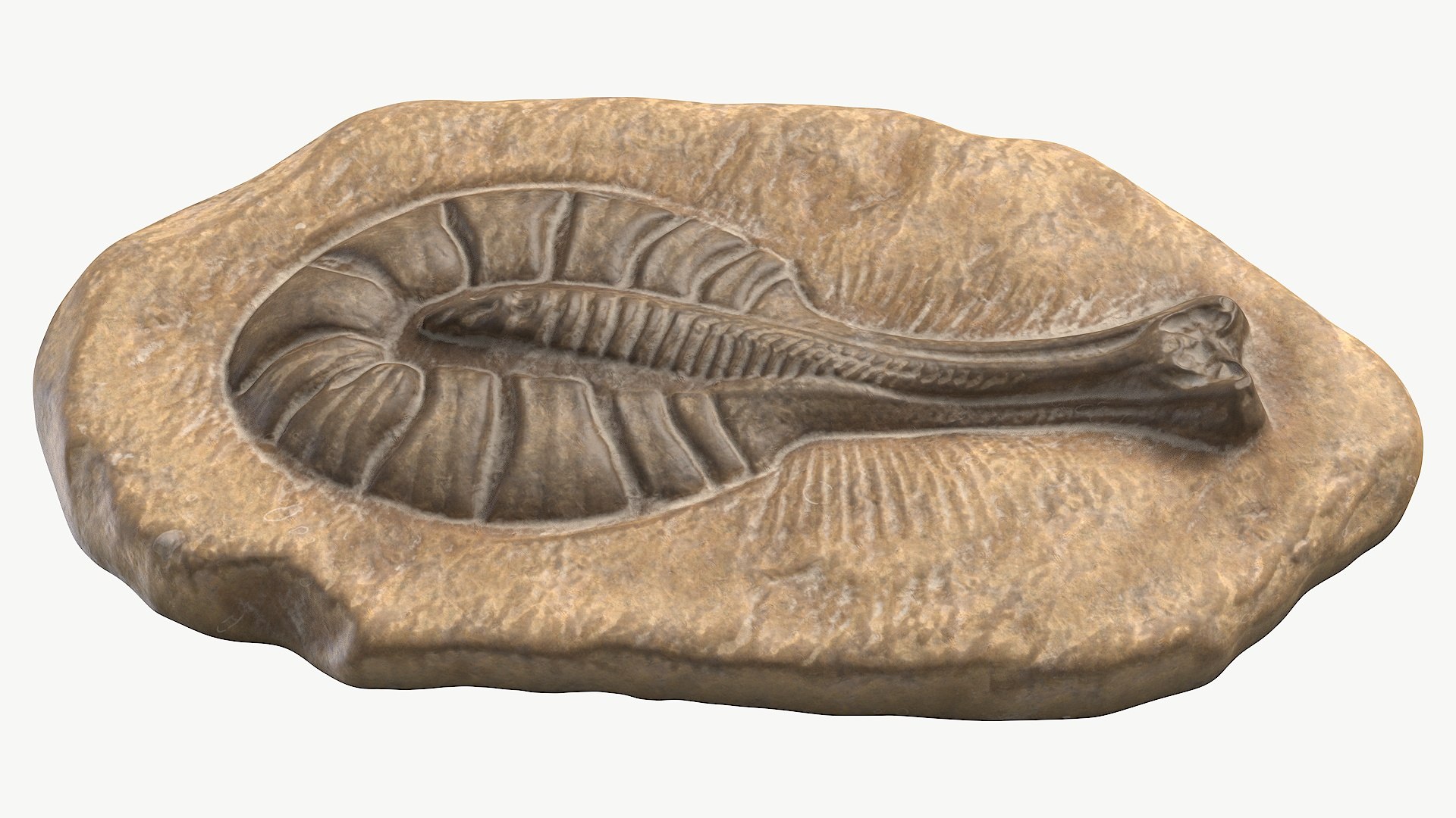 Ancient Fossil 2001 Textured 3D - TurboSquid 2299556