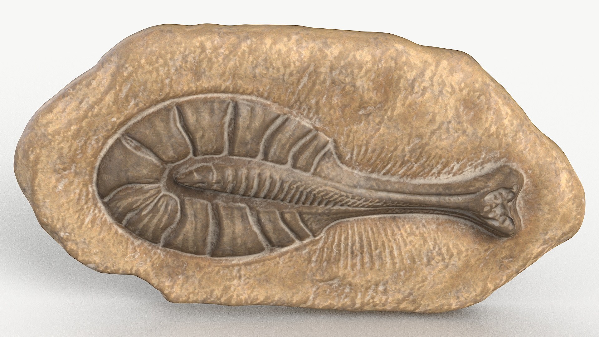 Ancient Fossil 2001 Textured 3D - TurboSquid 2299556