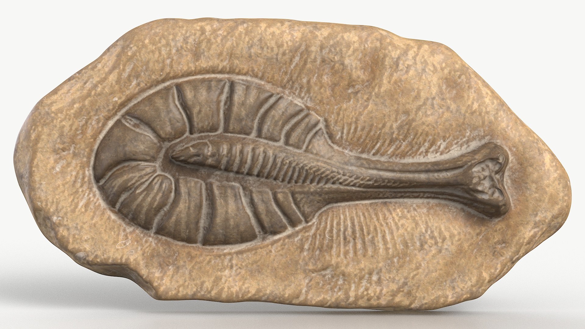 Ancient Fossil 2001 Textured 3D - TurboSquid 2299556