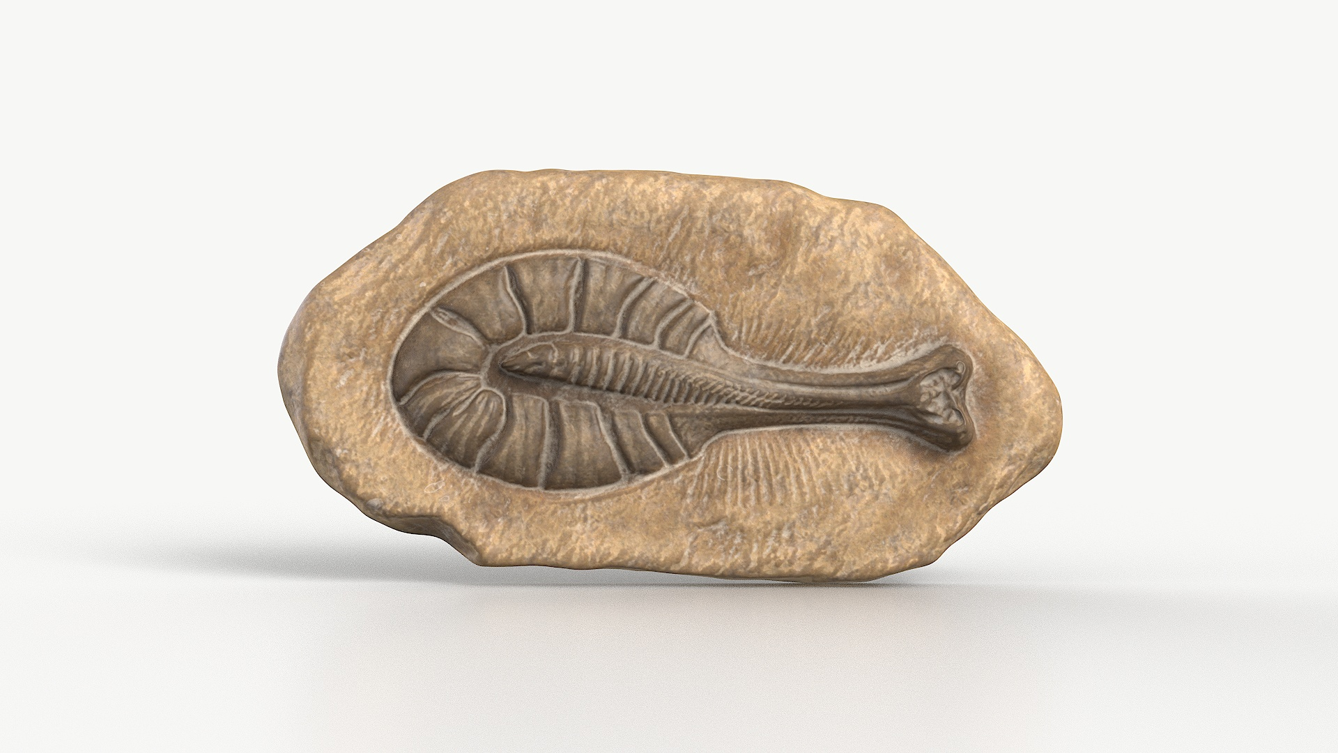 Ancient Fossil 2001 Textured 3D - TurboSquid 2299556