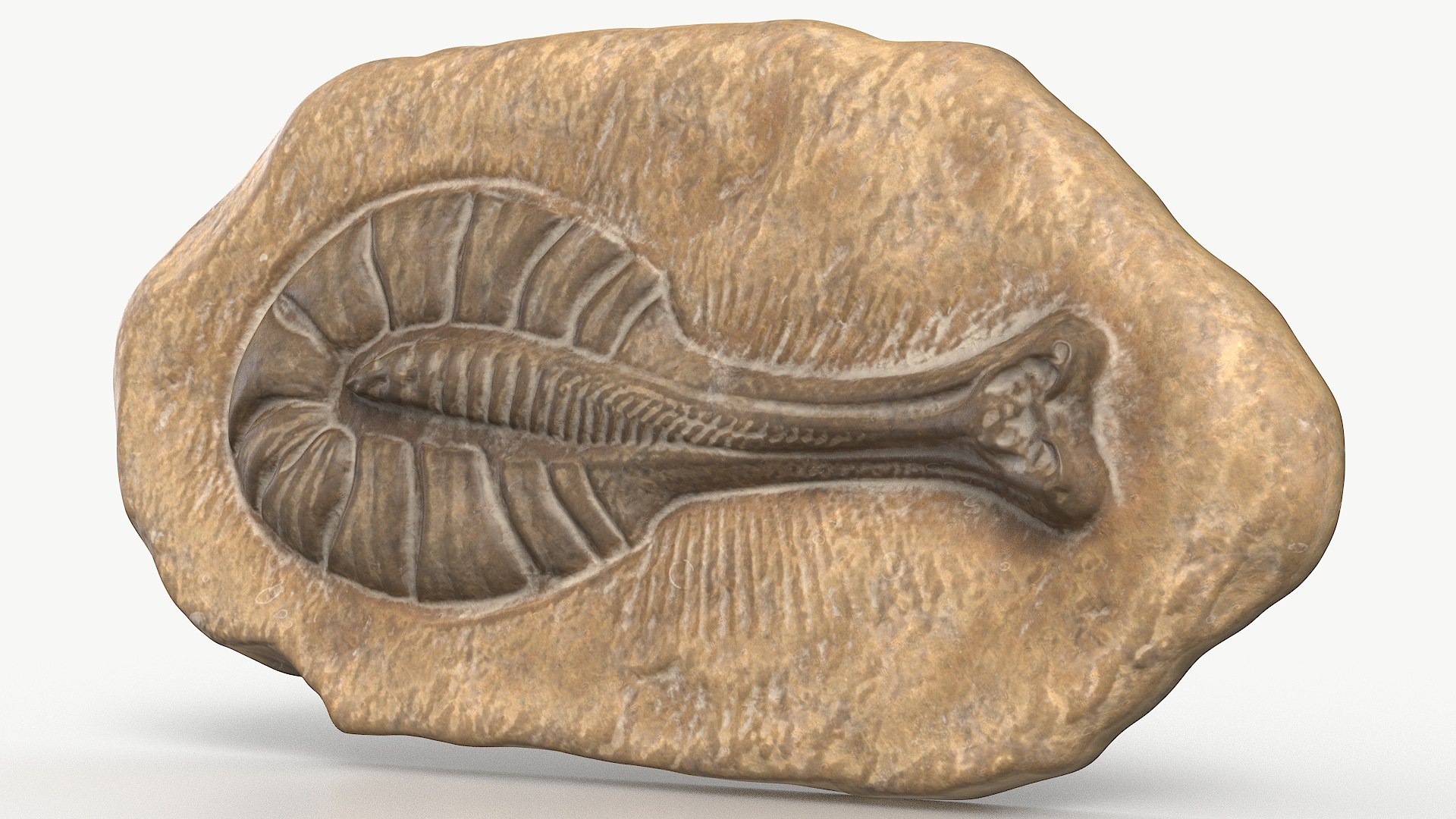 Ancient Fossil 2001 Textured 3D - TurboSquid 2299556