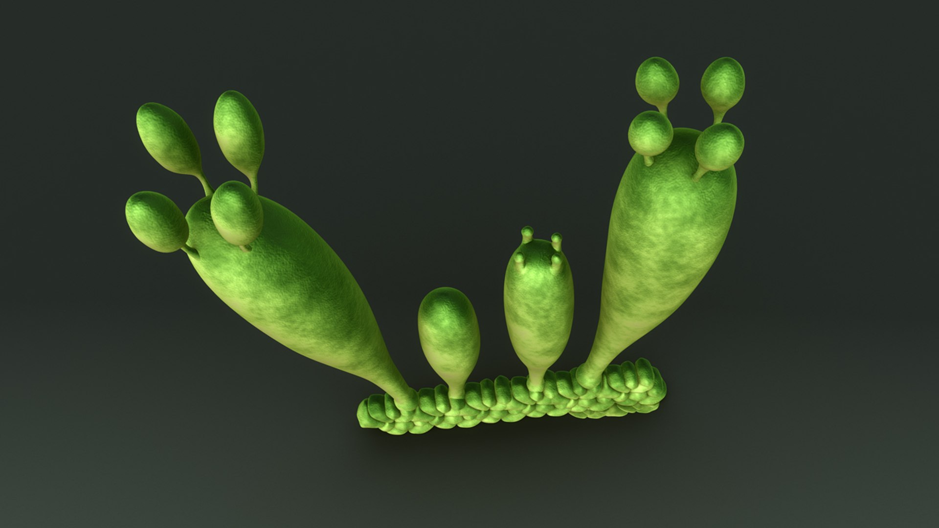 3d Model Basidiospore Fungi