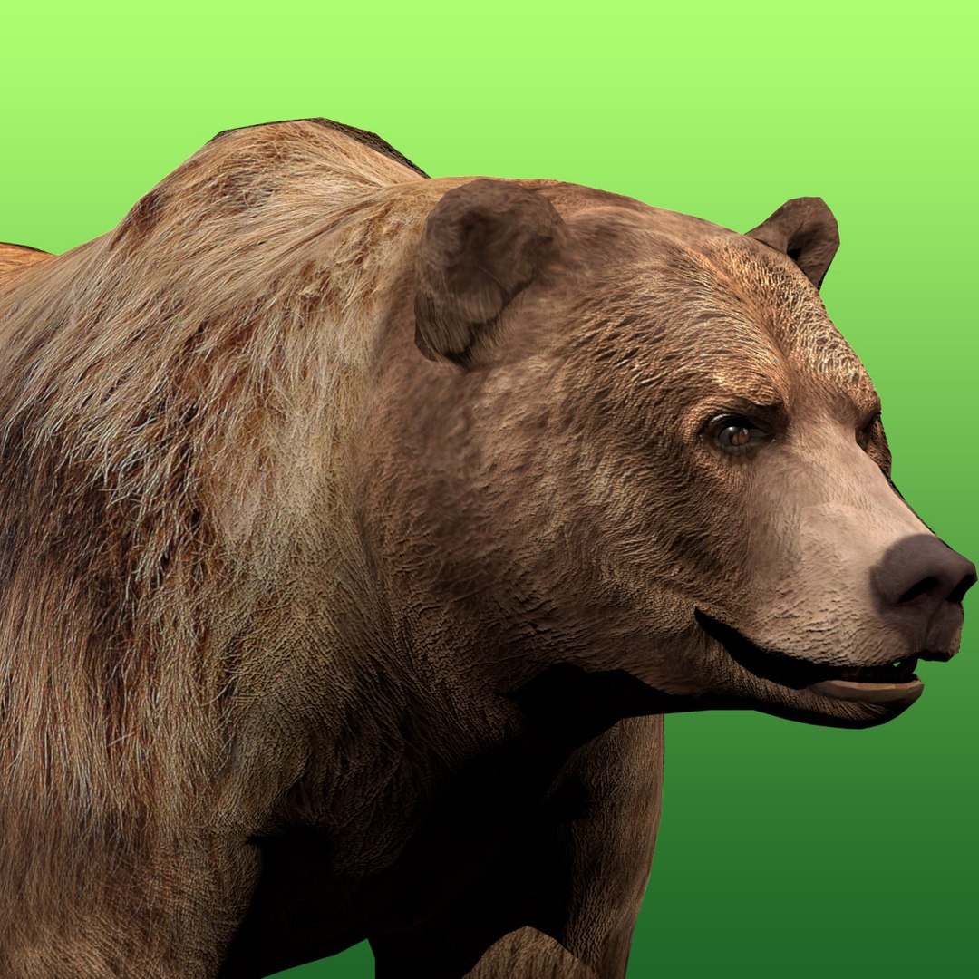 3D Model Grizzly Bear Rig - TurboSquid 2317635