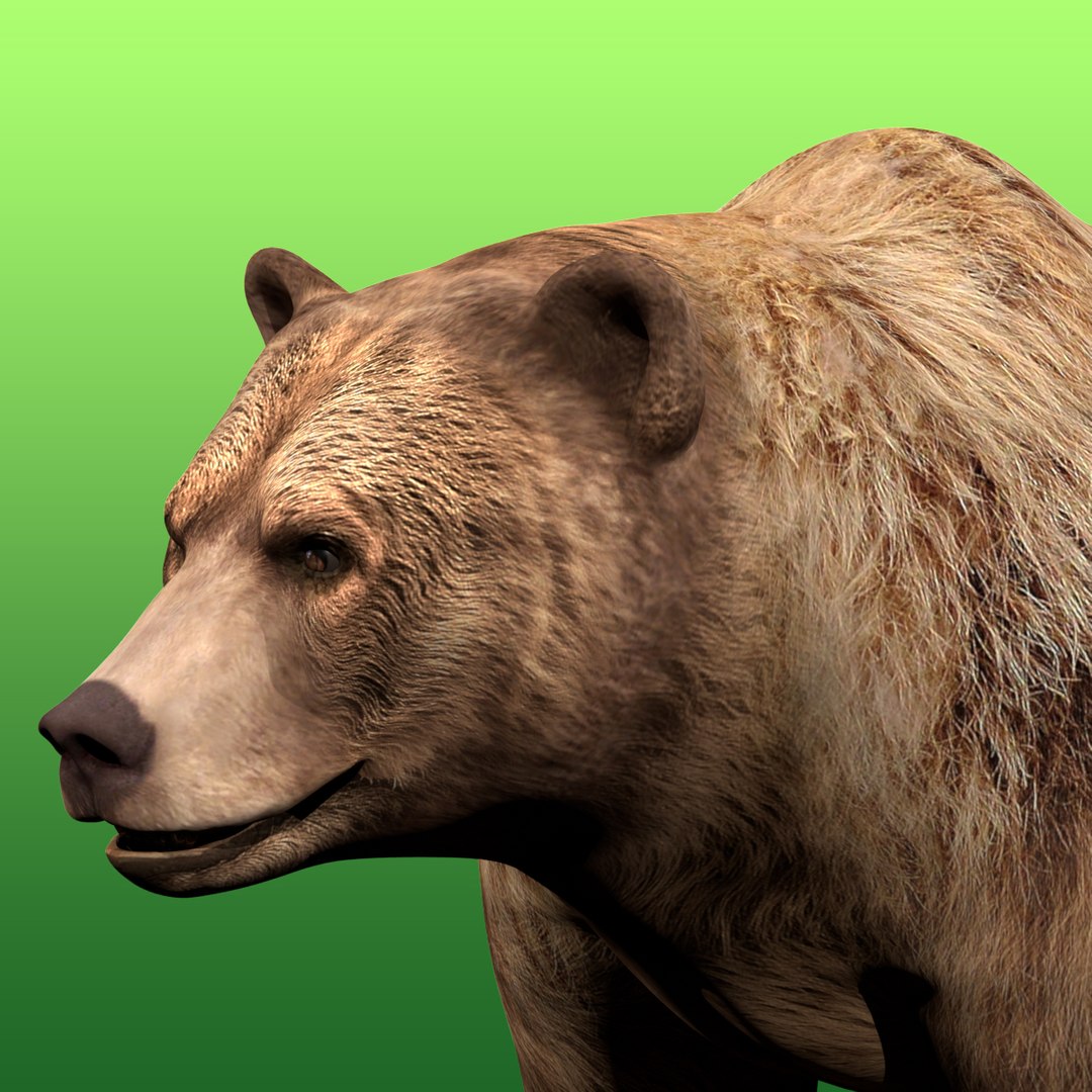 3D Model Grizzly Bear Rig - TurboSquid 2317635