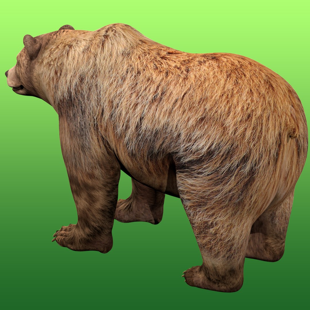 3D Model Grizzly Bear Rig - TurboSquid 2317635