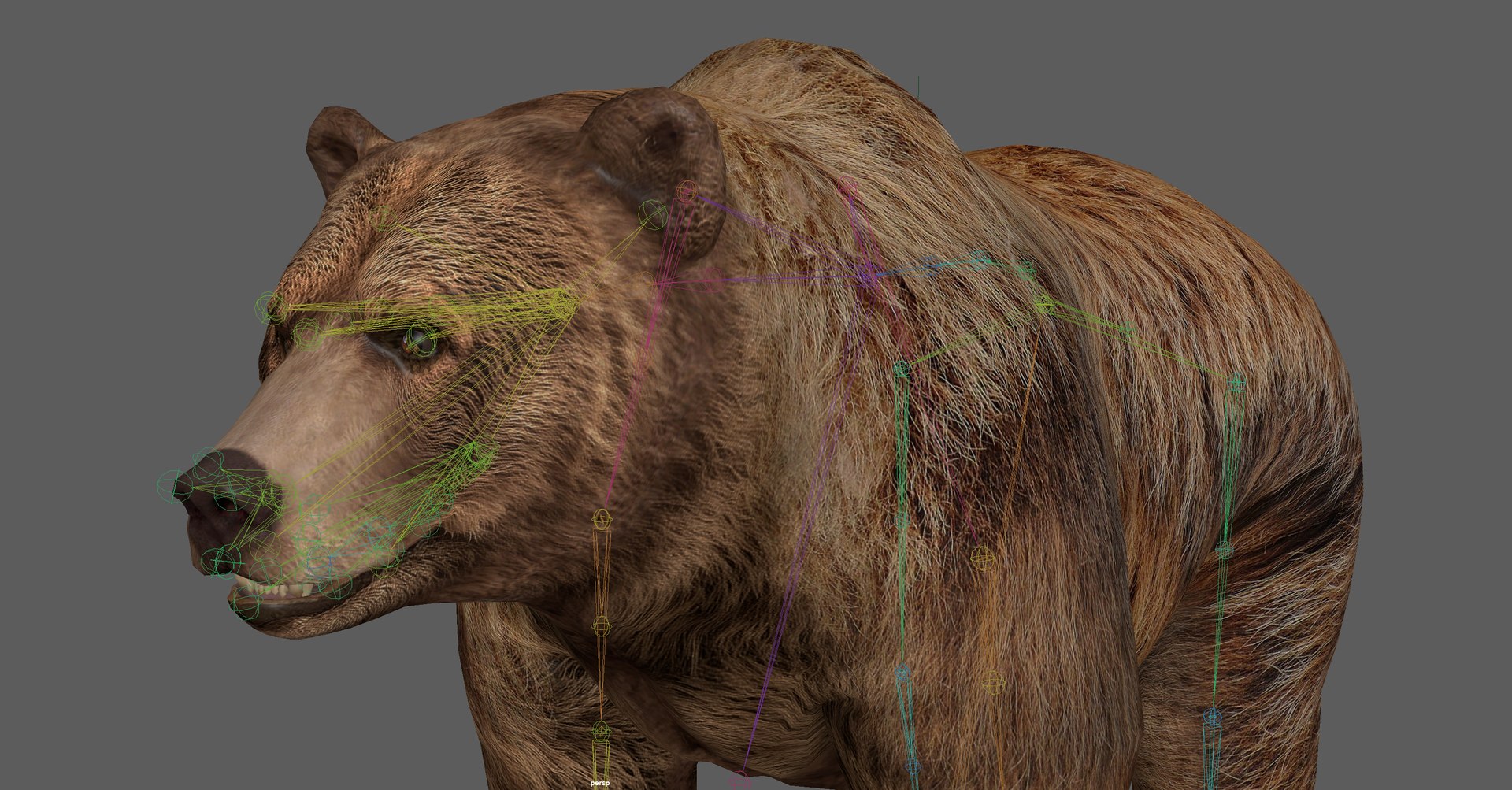 3D Model Grizzly Bear Rig - TurboSquid 2317635