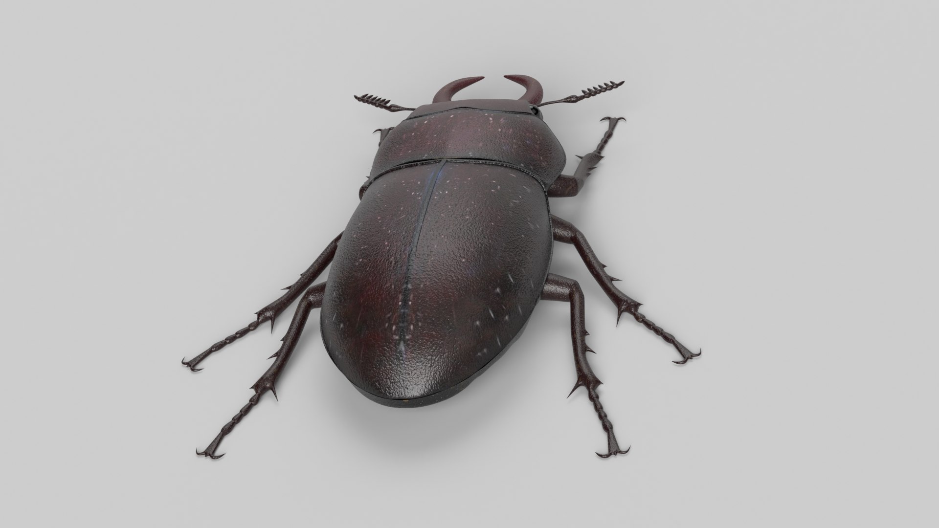3D Stag Beetle Model - TurboSquid 1729204