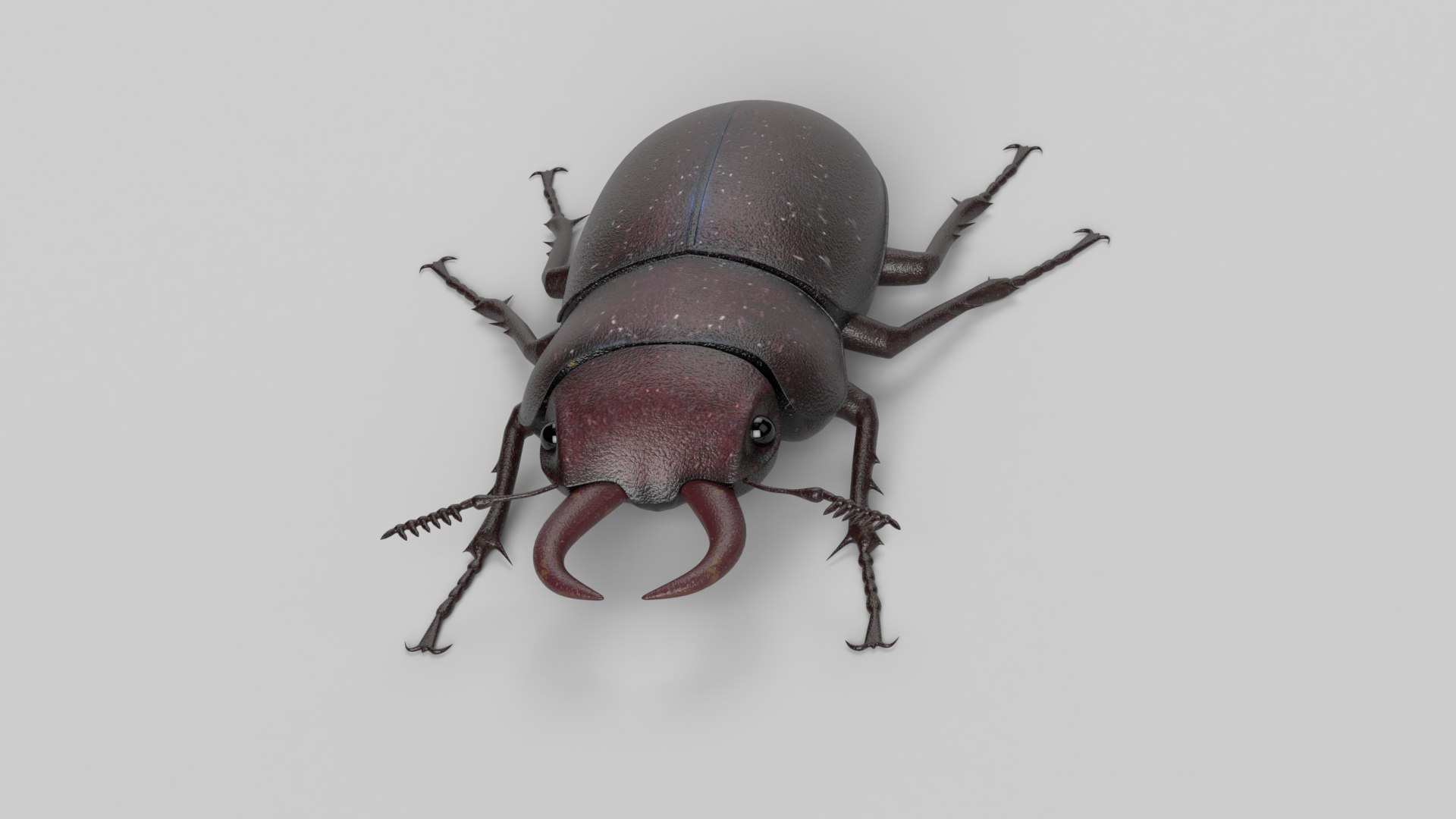 3D Stag Beetle Model - TurboSquid 1729204