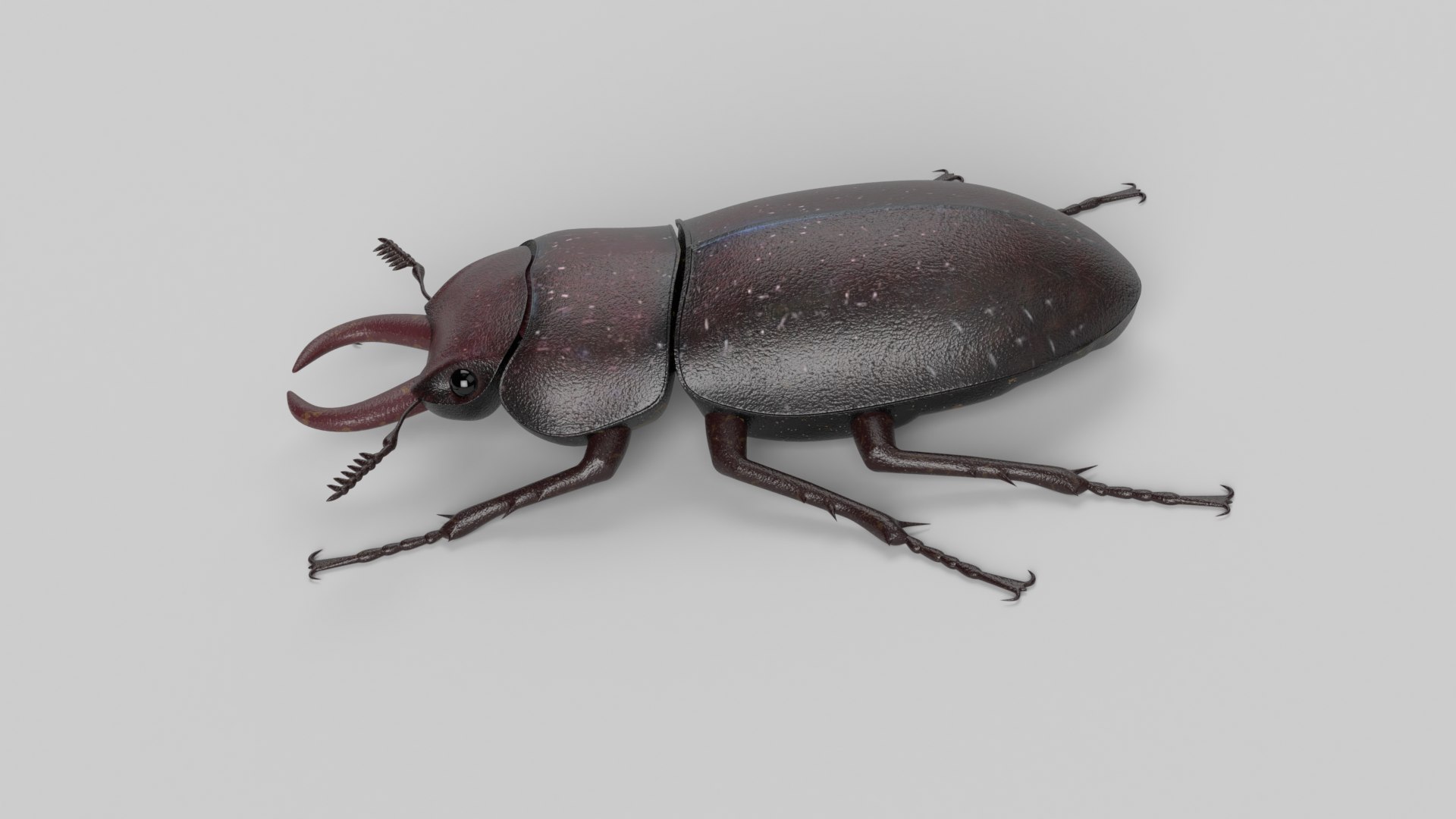 3D Stag Beetle Model - TurboSquid 1729204