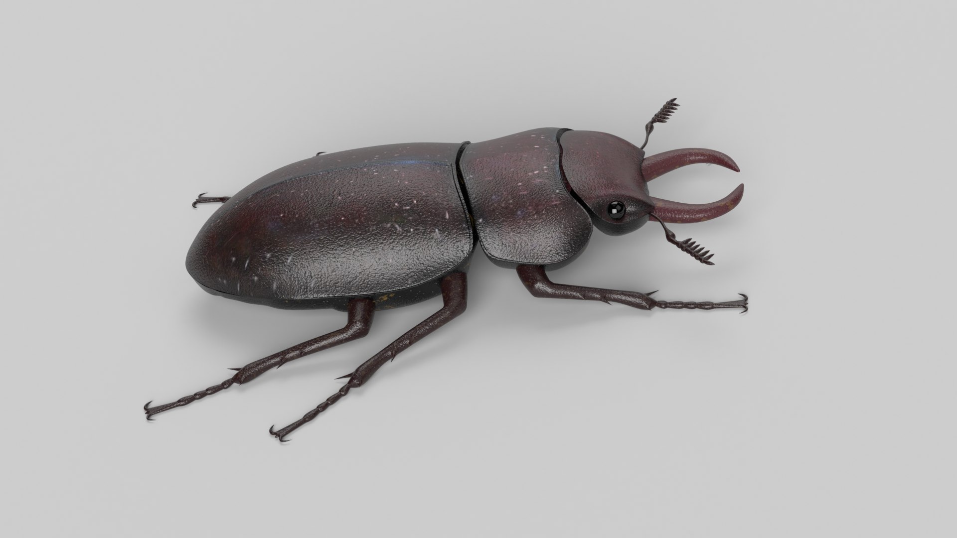 3D Stag Beetle Model - TurboSquid 1729204
