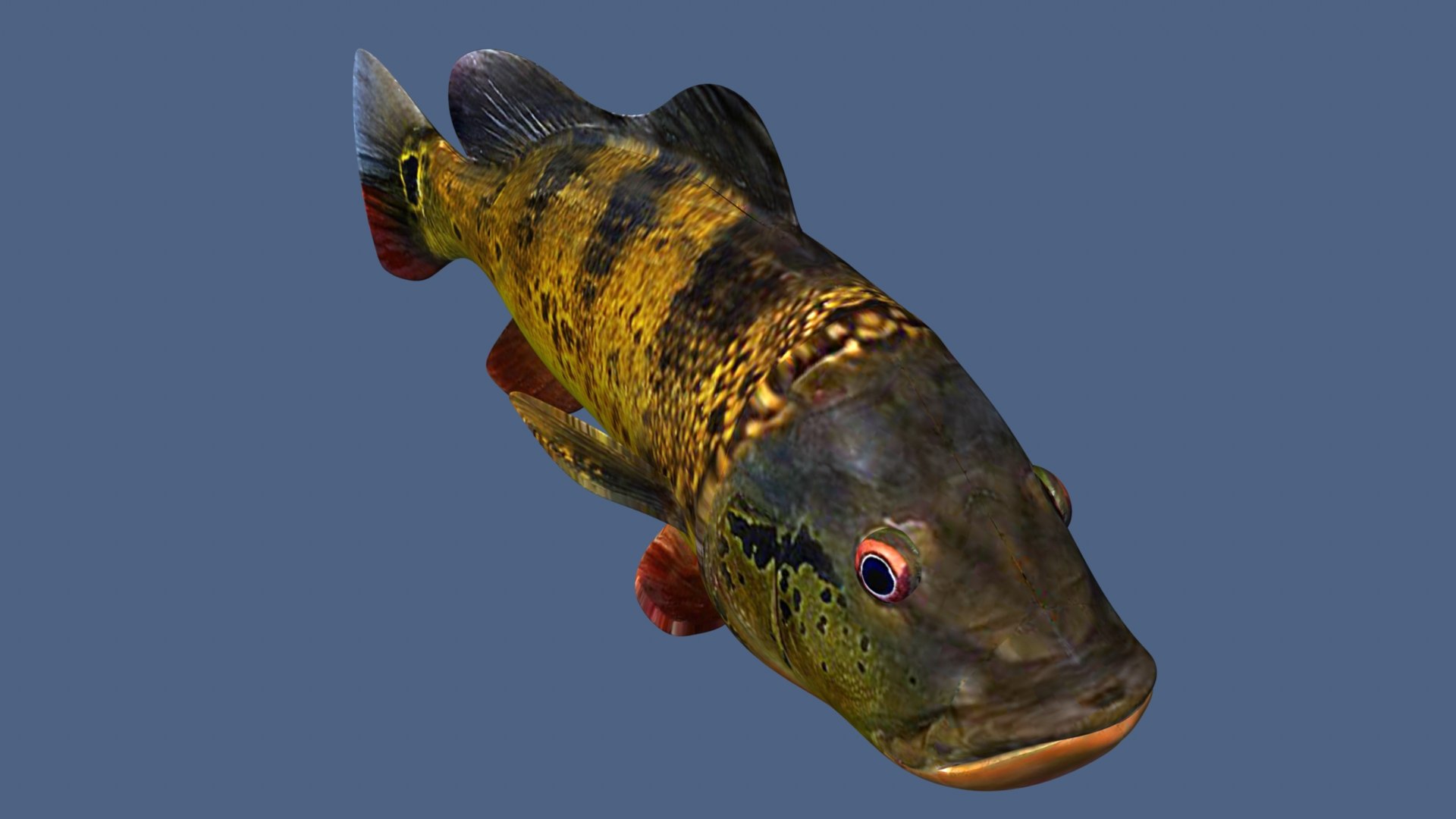 3D Peacock Bass Fish - TurboSquid 2194613