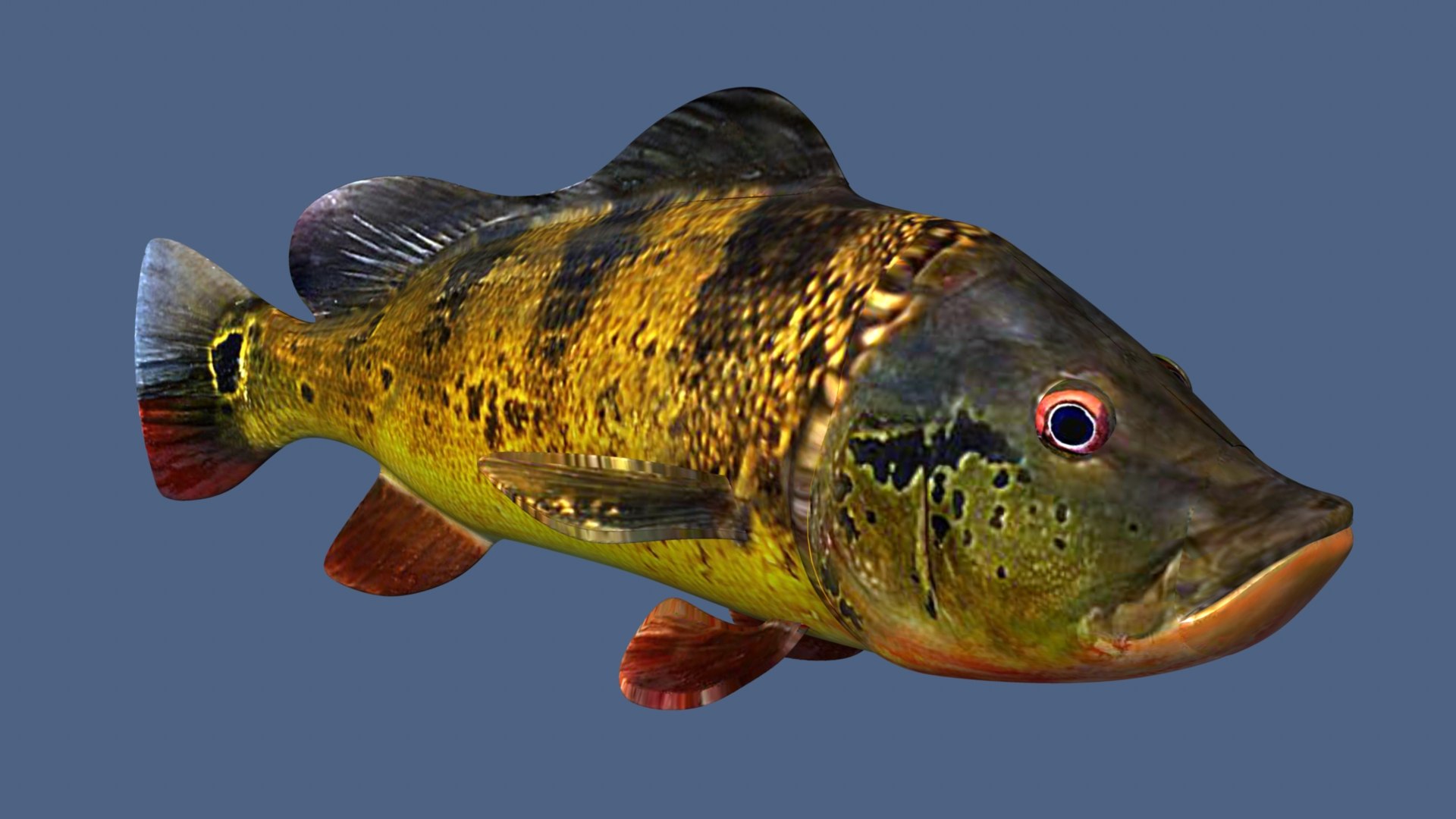 3D Peacock Bass Fish - TurboSquid 2194613