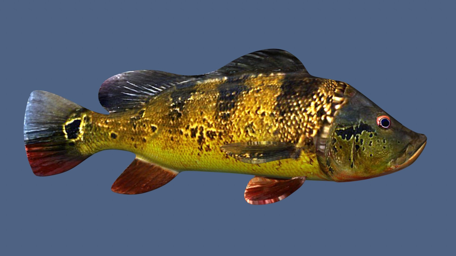 3D Peacock Bass Fish - TurboSquid 2194613