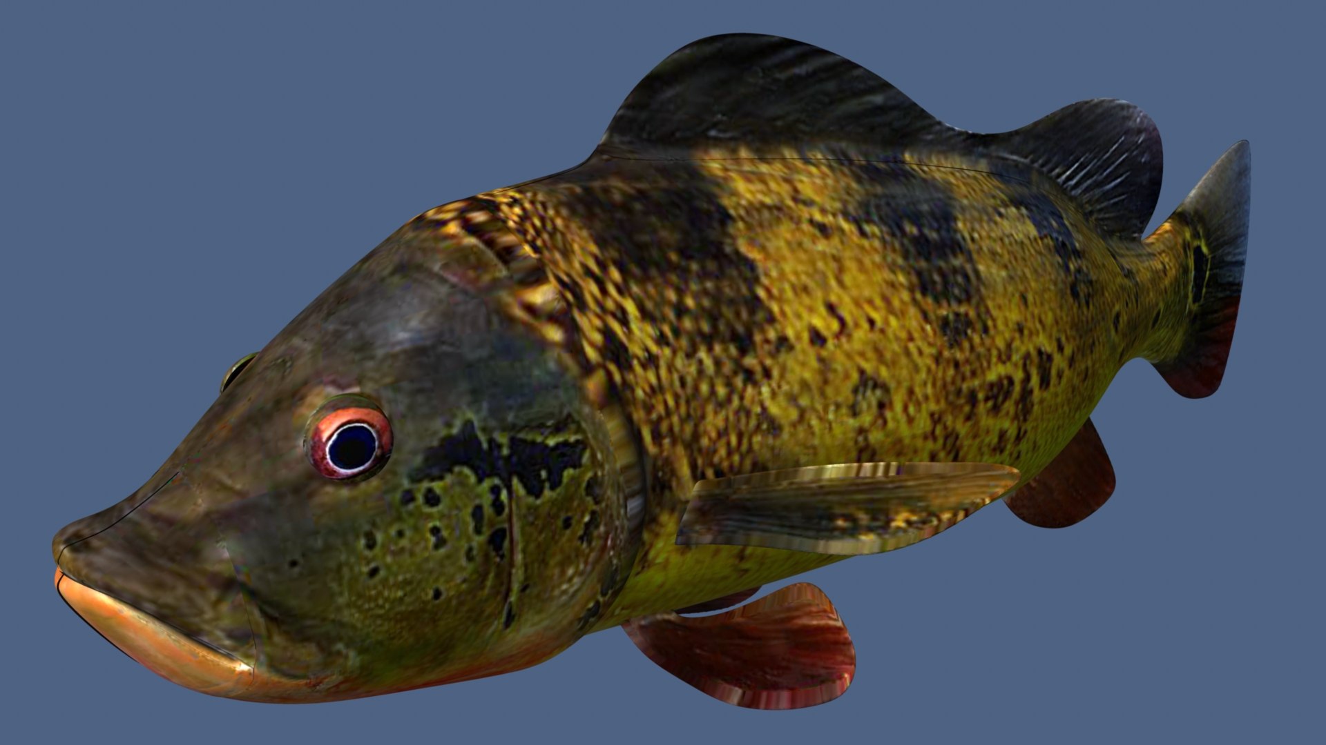 3D Peacock Bass Fish - TurboSquid 2194613