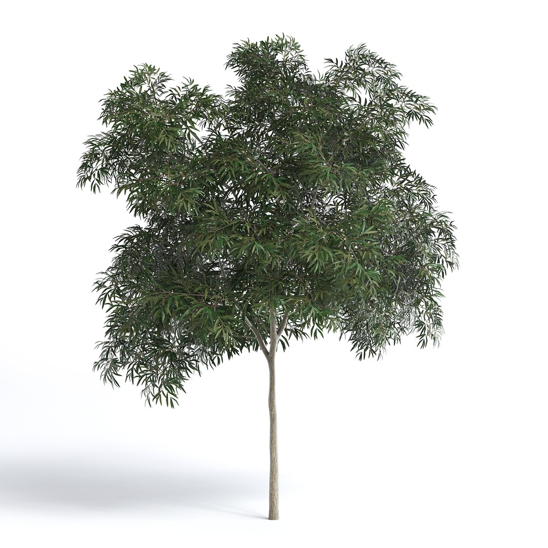 Olive Tree I 3D Model - TurboSquid 1976722