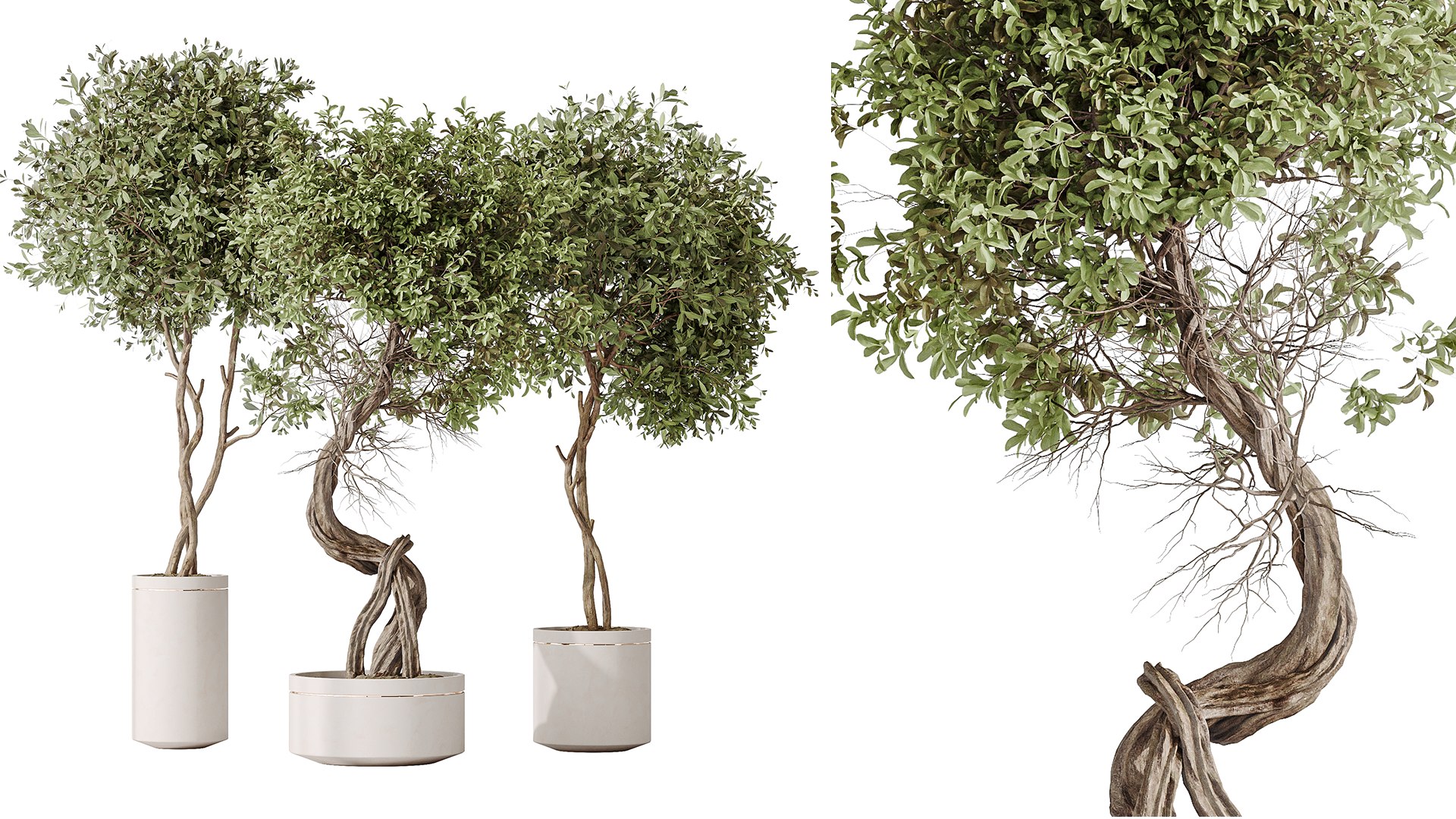 AV Indoor Plants Set 145 Olive Artificial Olivo Olea Tree 3D Model ...