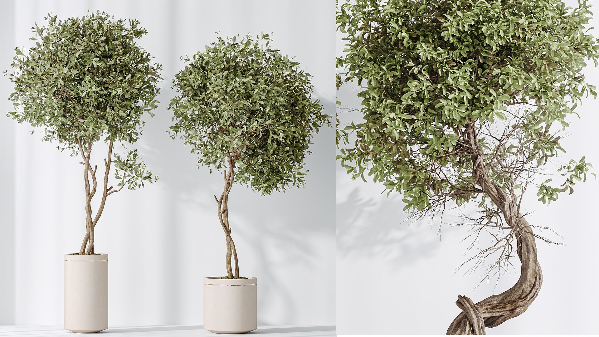 AV Indoor Plants Set 145 Olive Artificial Olivo Olea Tree 3D Model ...