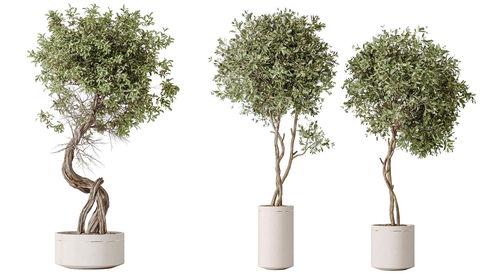 AV Indoor Plants Set 145 Olive Artificial Olivo Olea Tree 3D Model ...