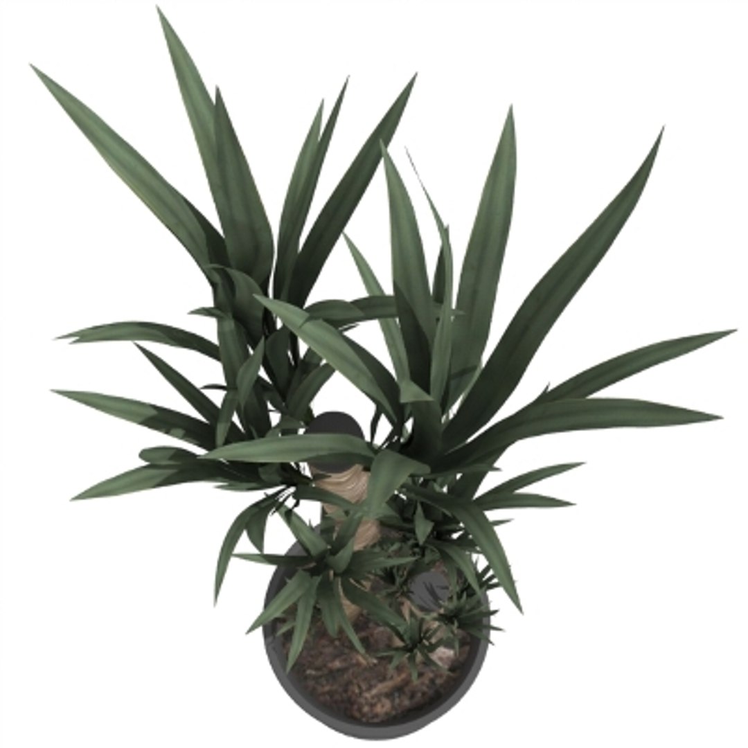 yucca 3d model