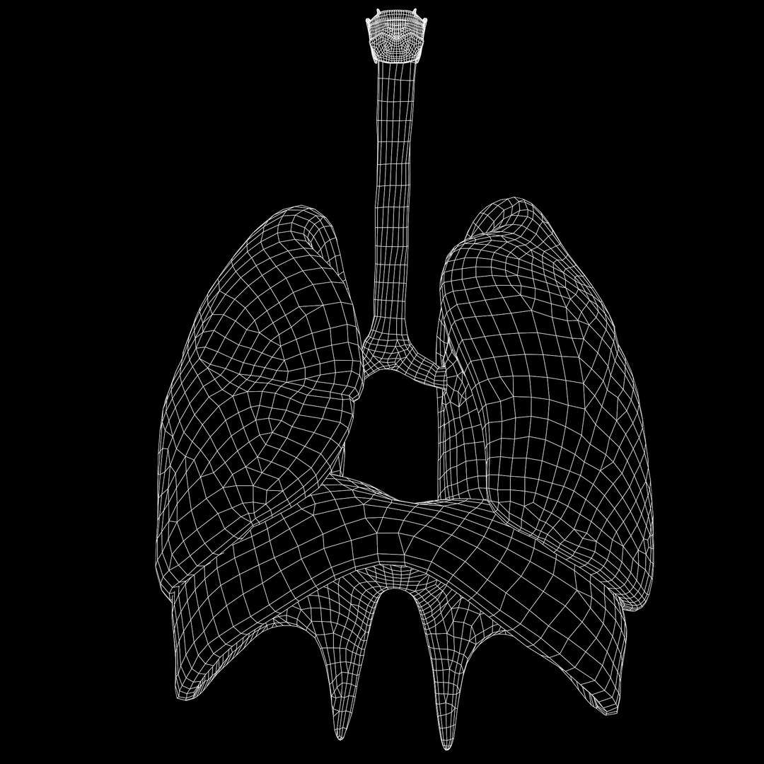 Human Lungs 3D Model - TurboSquid 1654952